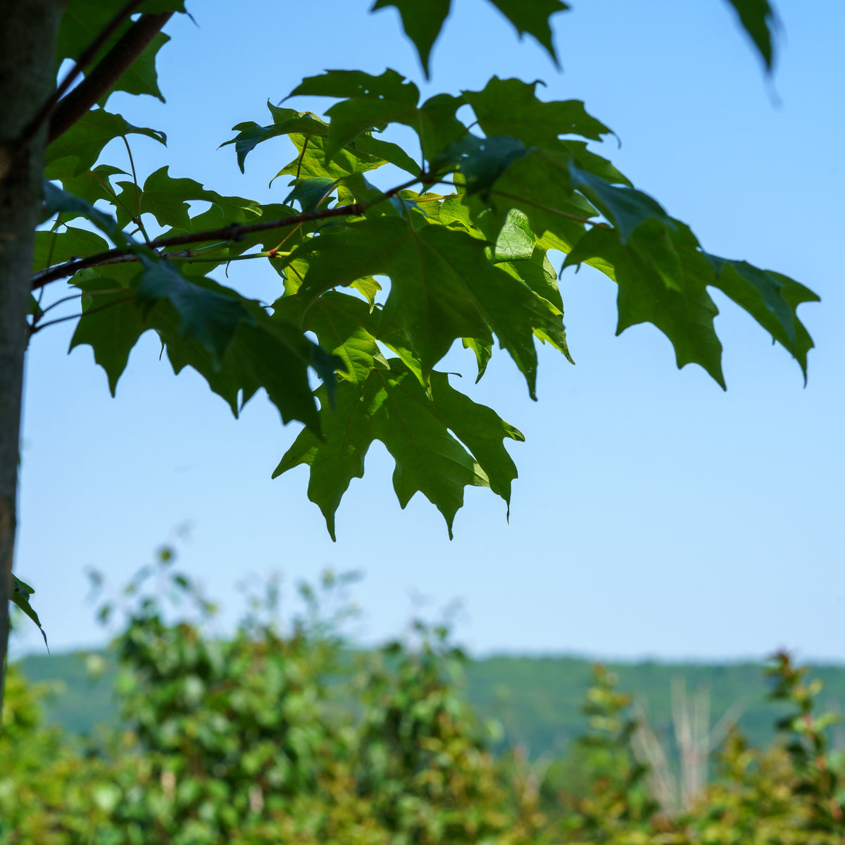 Fall Fiesta Sugar Maple – Plant Detectives