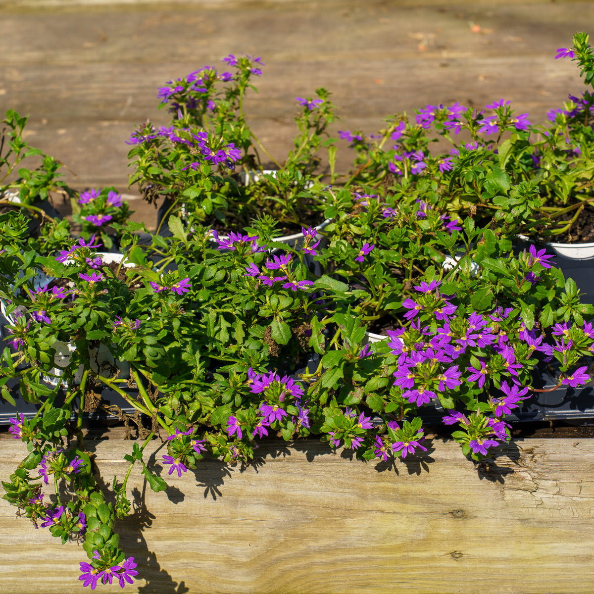 Fan Flower – Plant Detectives