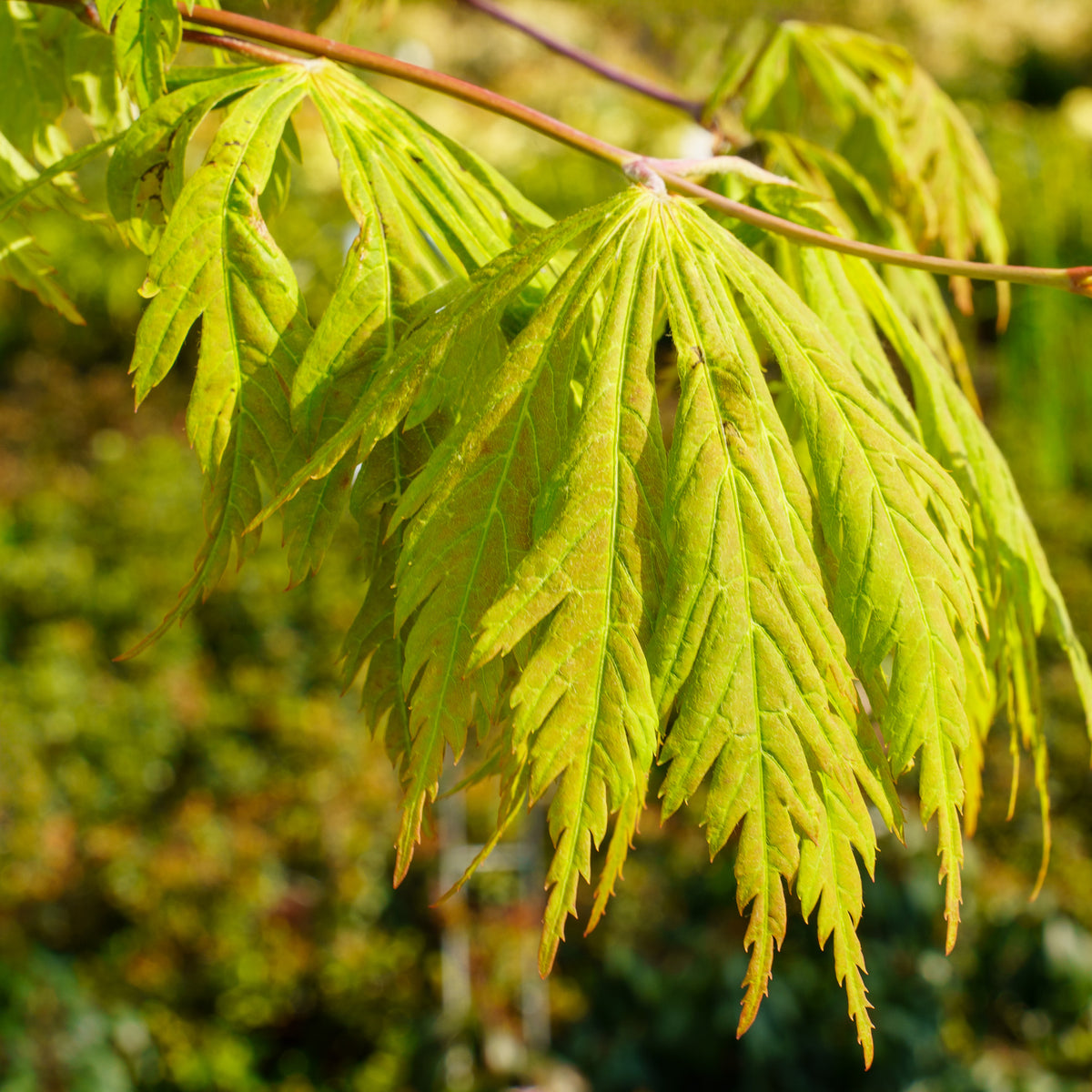 Fernleaf Full Moon Japanese Maple – Plant Detectives