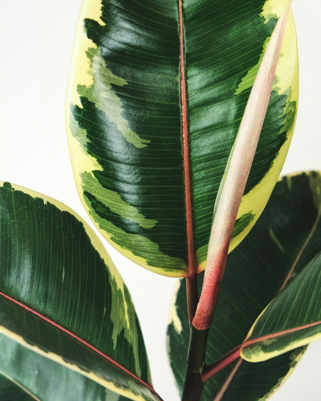 The Ficus Guide – Plant Detectives