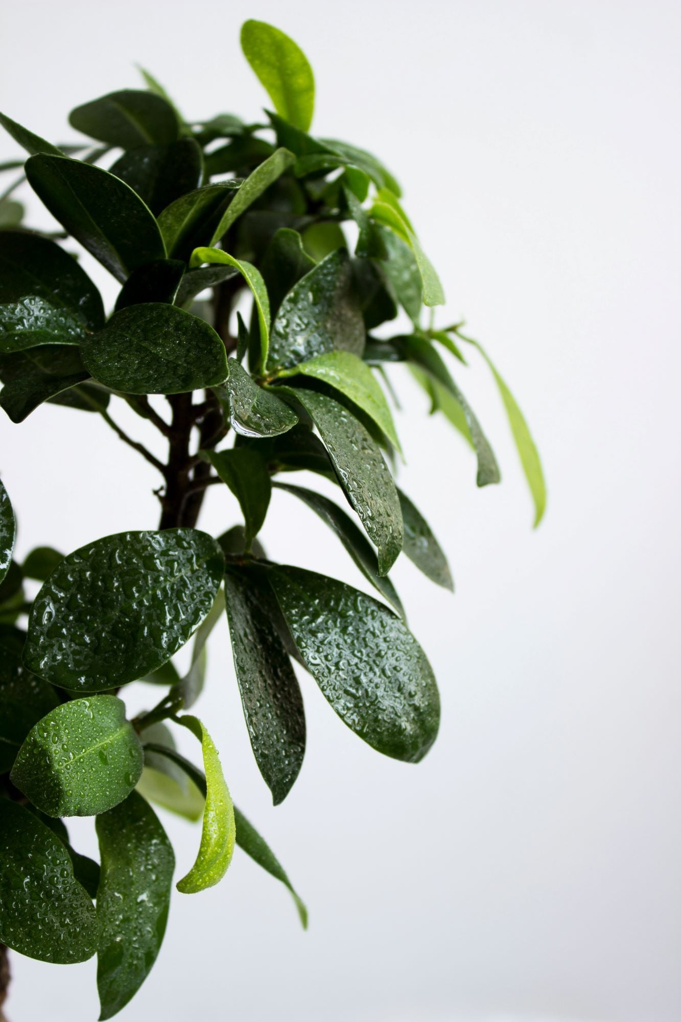 The Ficus Guide – Plant Detectives