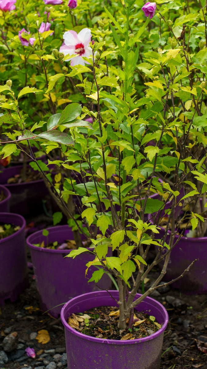 Fiji Rose of Sharon – Plant Detectives