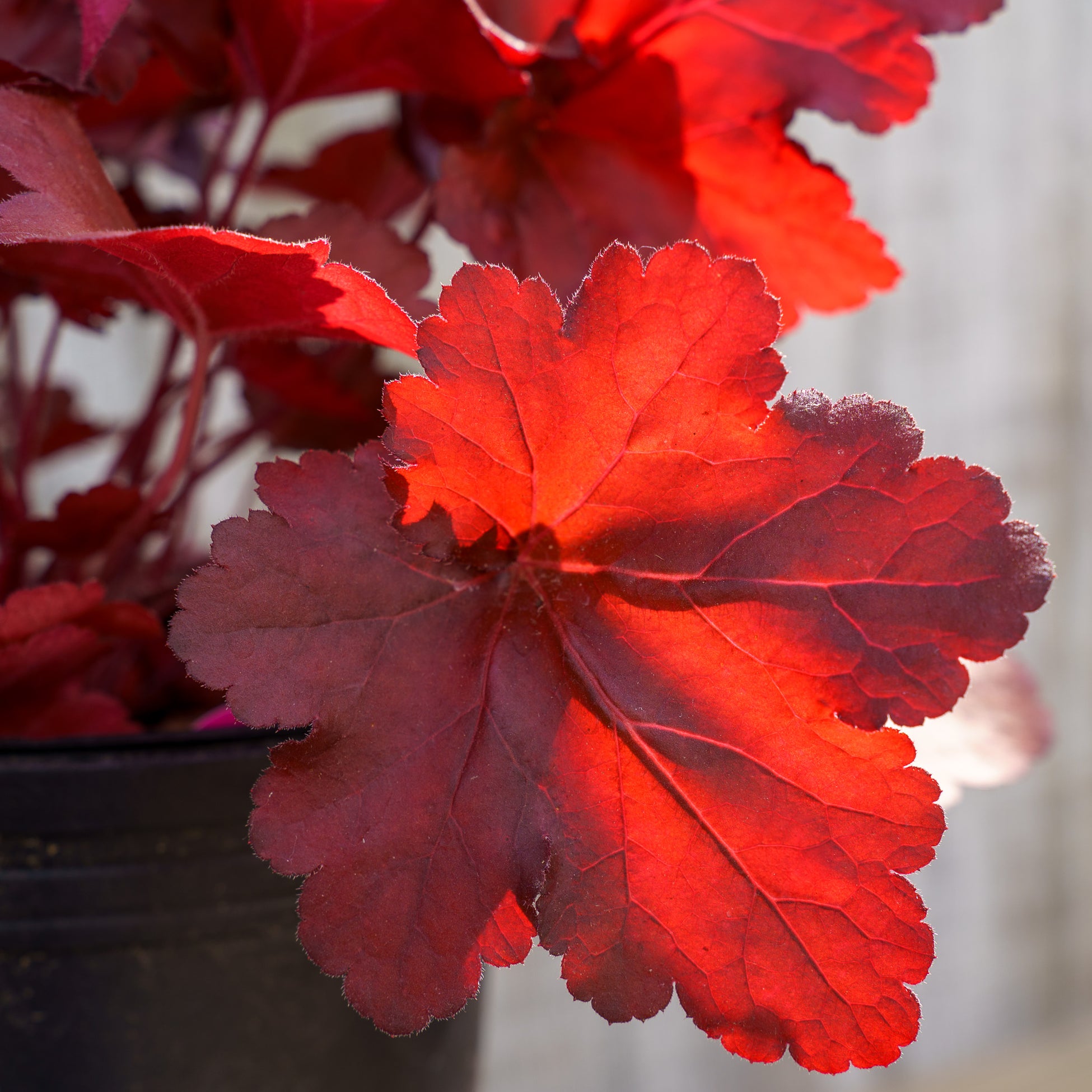 The Heuchera Guide – Plant Detectives