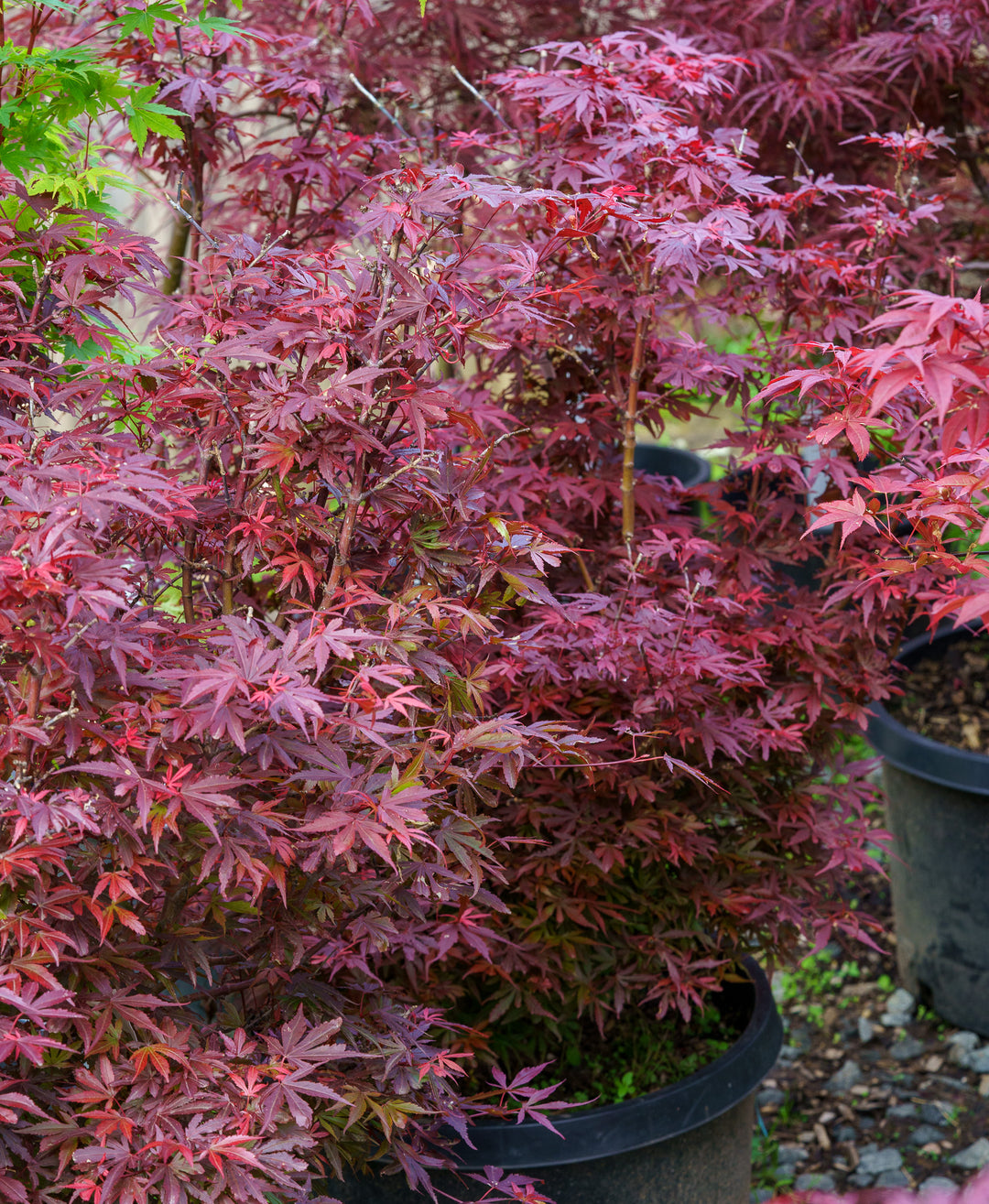 Plant of the Week - Fireball Japanese Maple – Plant Detectives