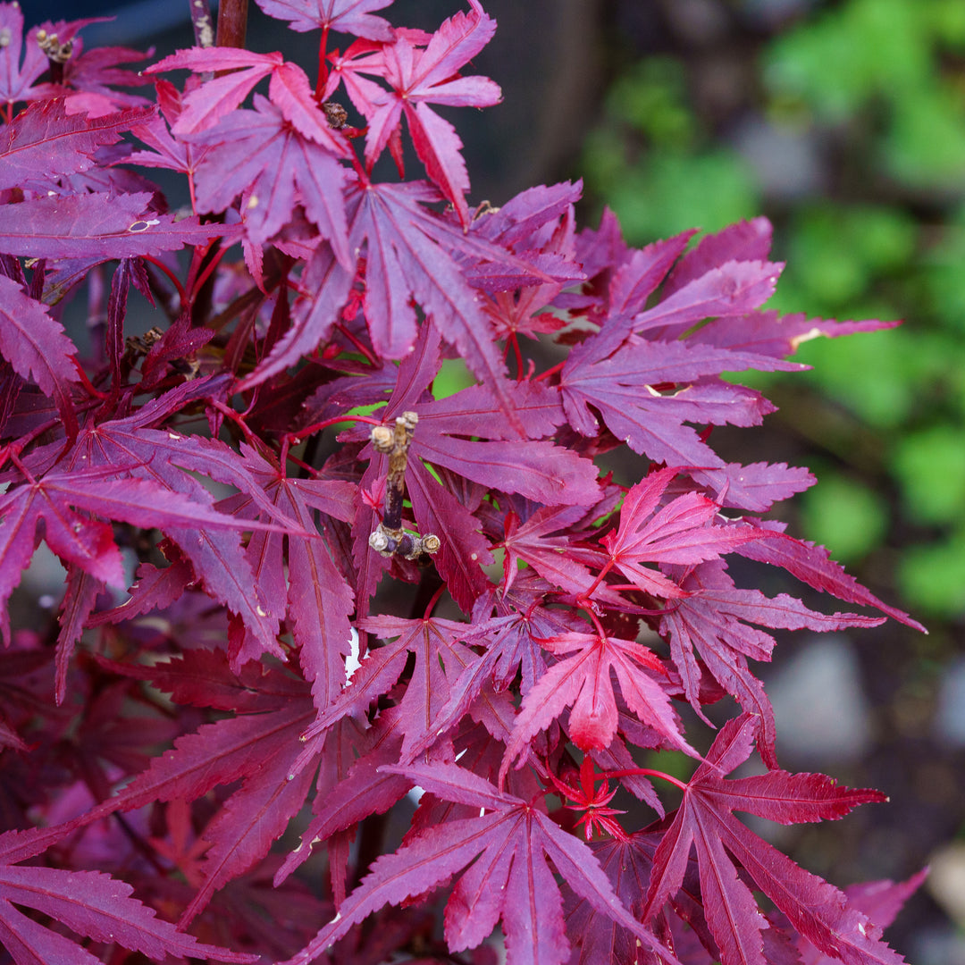 Plant of the Week - Fireball Japanese Maple – Plant Detectives