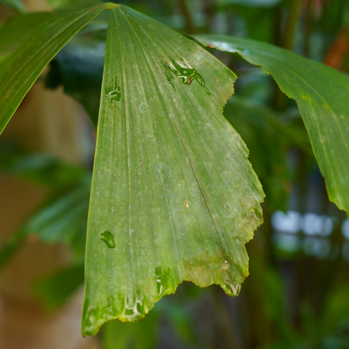 Fishtail Palm – Plant Detectives