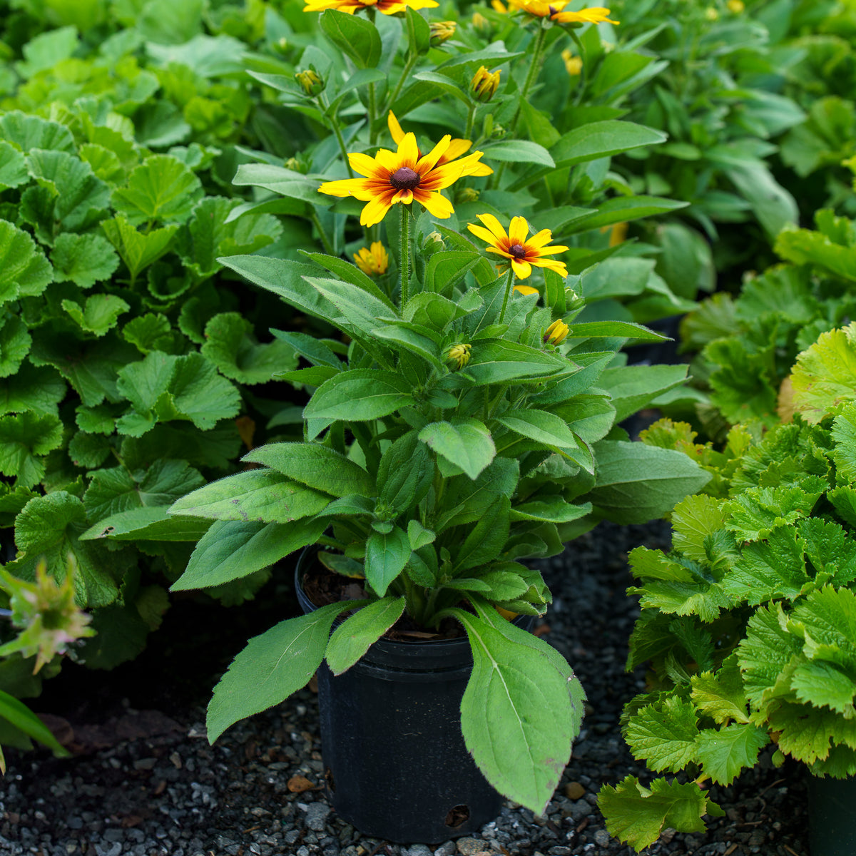 Minibeckia Flame Black-Eyed Susan – Plant Detectives