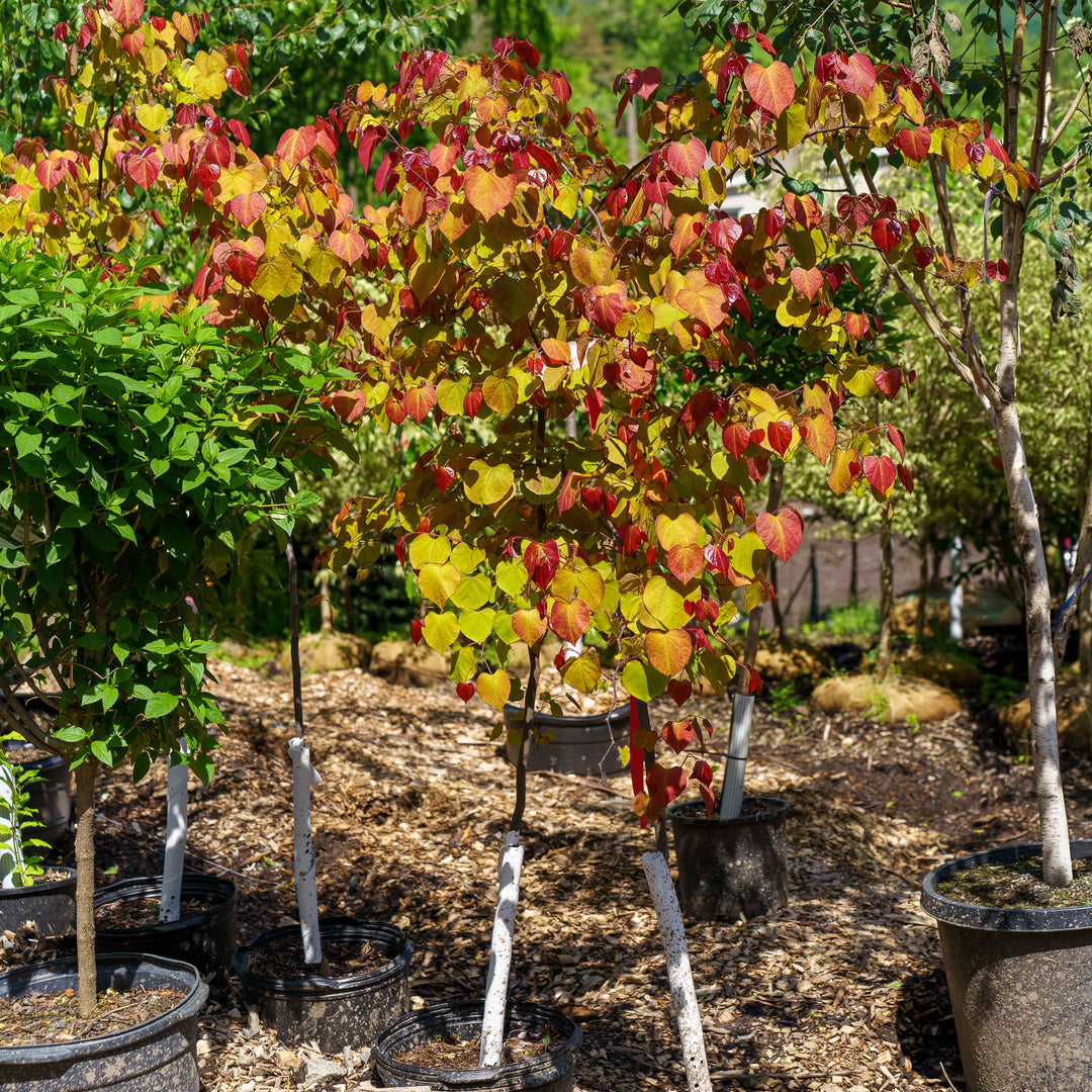 Flame Thrower Eastern Redbud – Plant Detectives