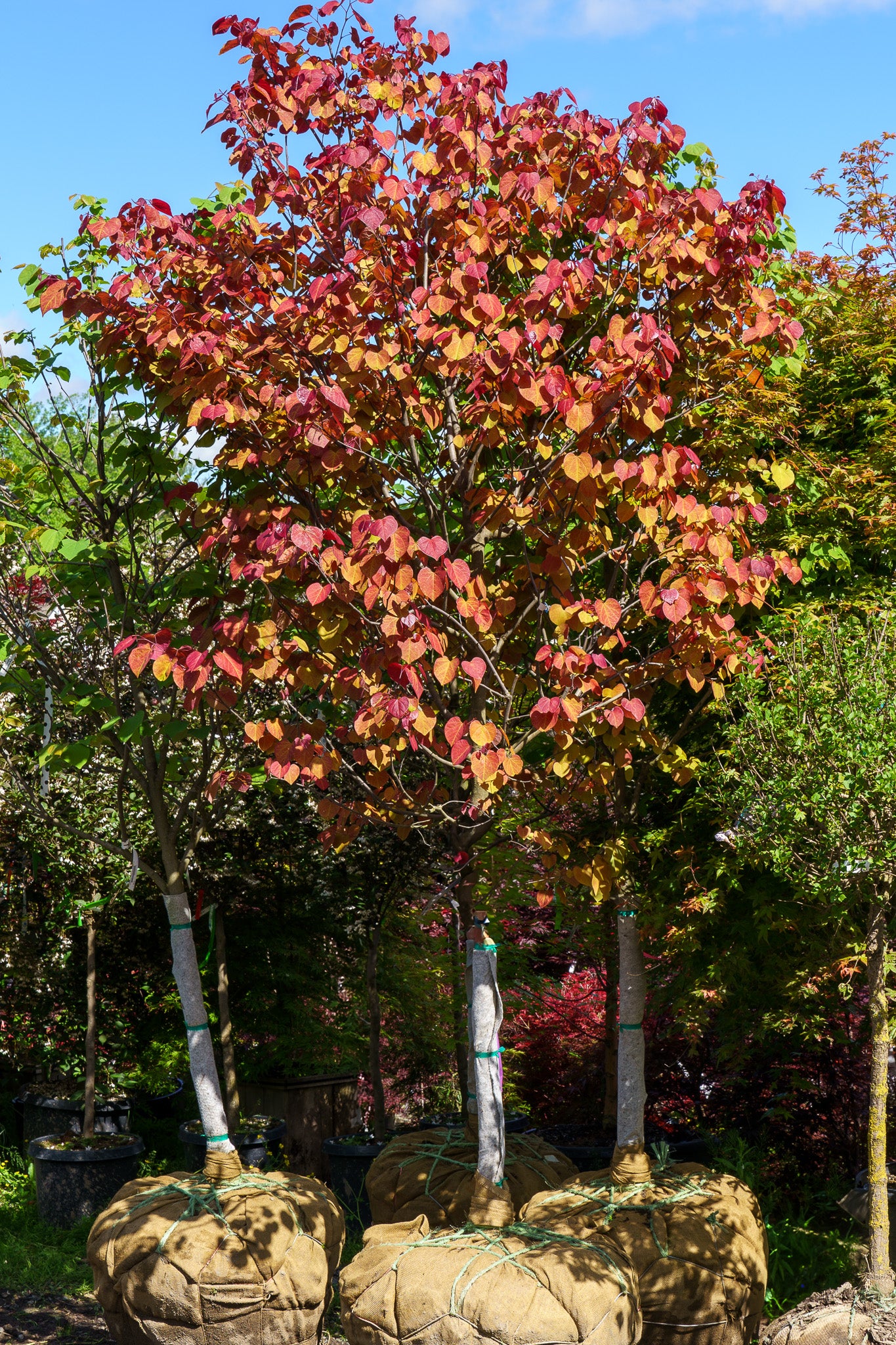 Flame Thrower Eastern Redbud – Plant Detectives