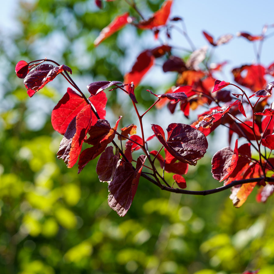 The Redbud Guide – Plant Detectives