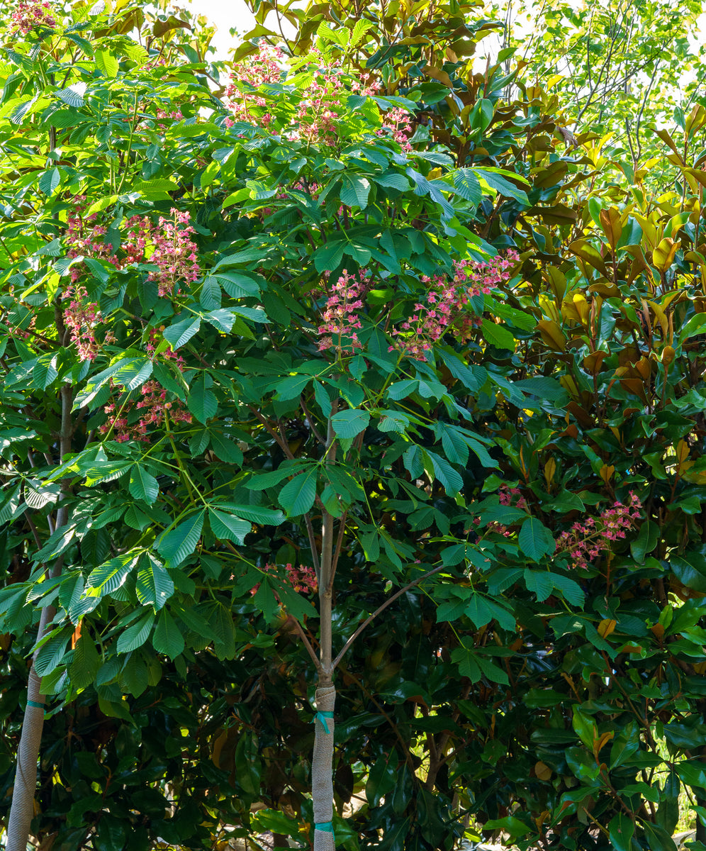 Fort McNair Red Horse Chestnut – Plant Detectives