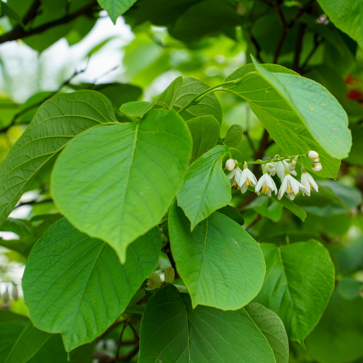 Fragrant Fountain Japanese Snowbell – Plant Detectives
