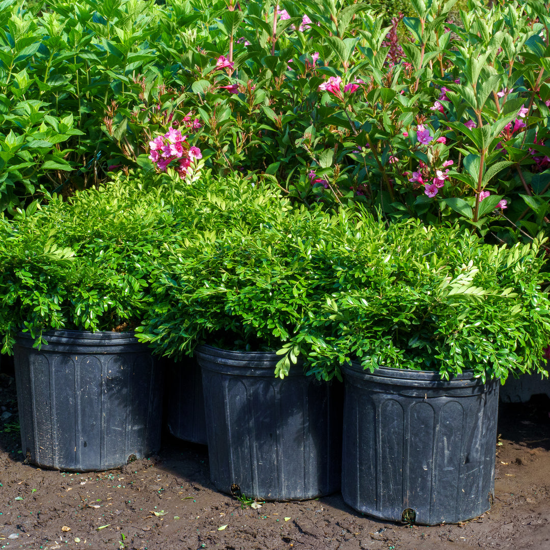 Boxwood – Plant Detectives