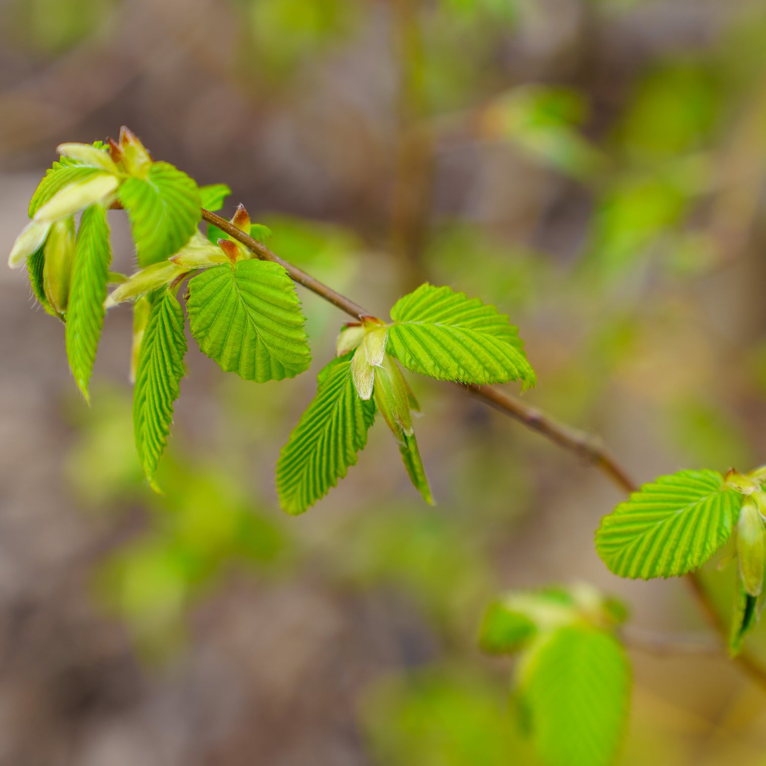 The Hornbeam Guide – Plant Detectives