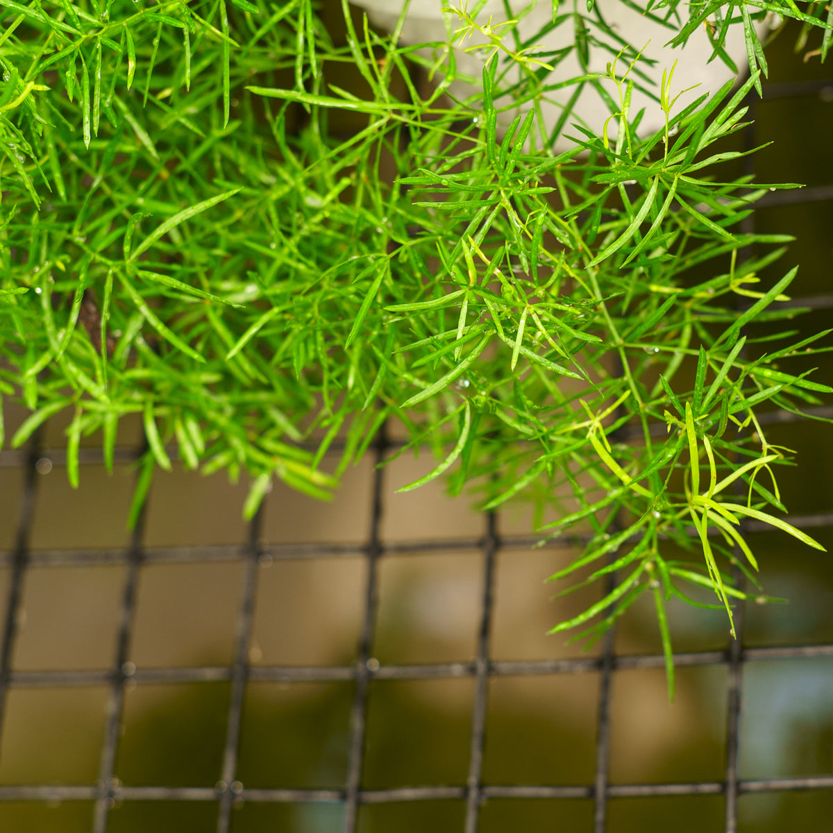 Fuzzy Fern Frizz Asparagus Fern – Plant Detectives