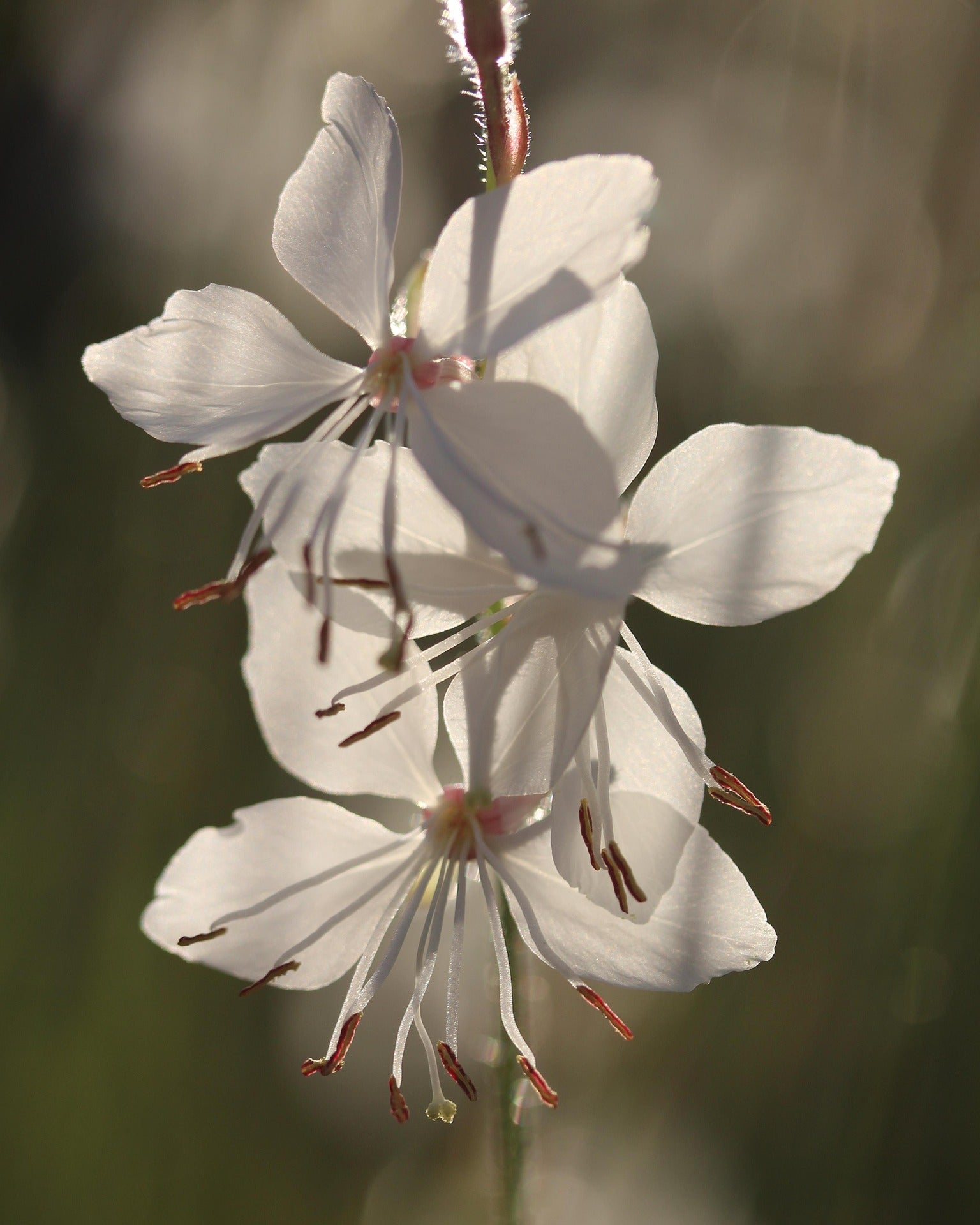 The Gaura Guide – Plant Detectives