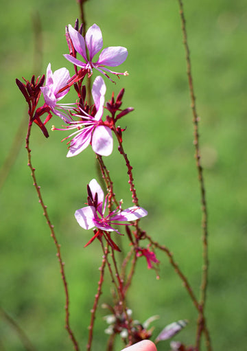 The Gaura Guide – Plant Detectives