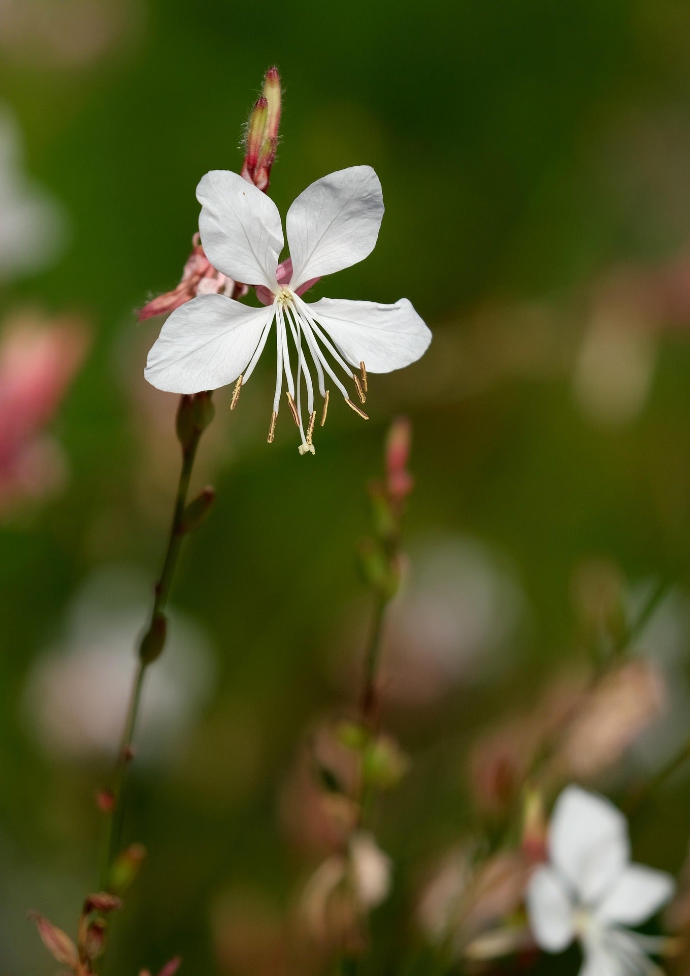The Gaura Guide – Plant Detectives