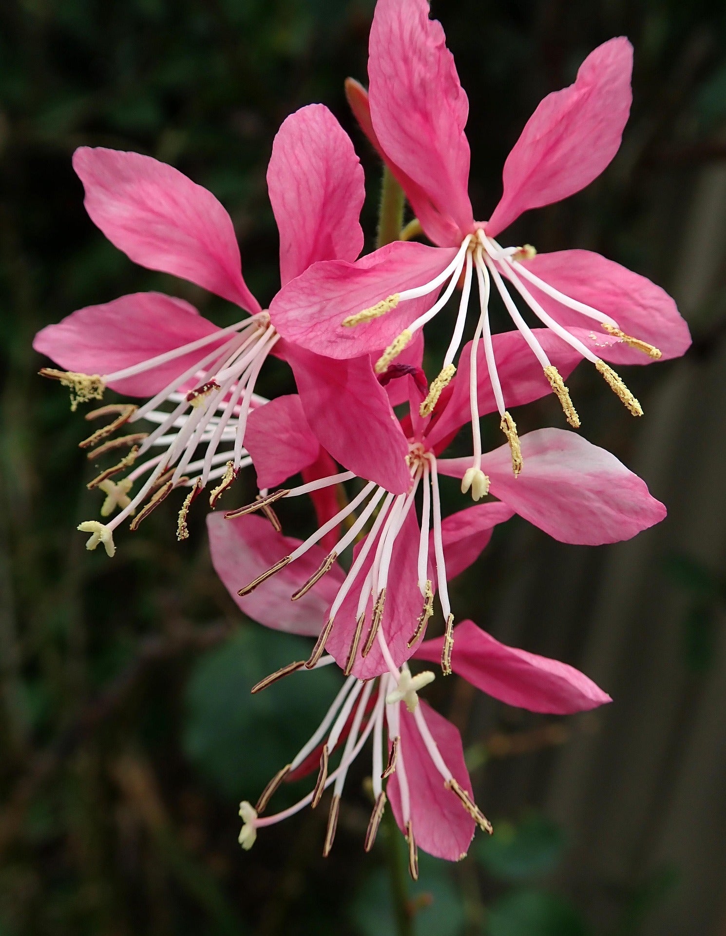The Gaura Guide – Plant Detectives