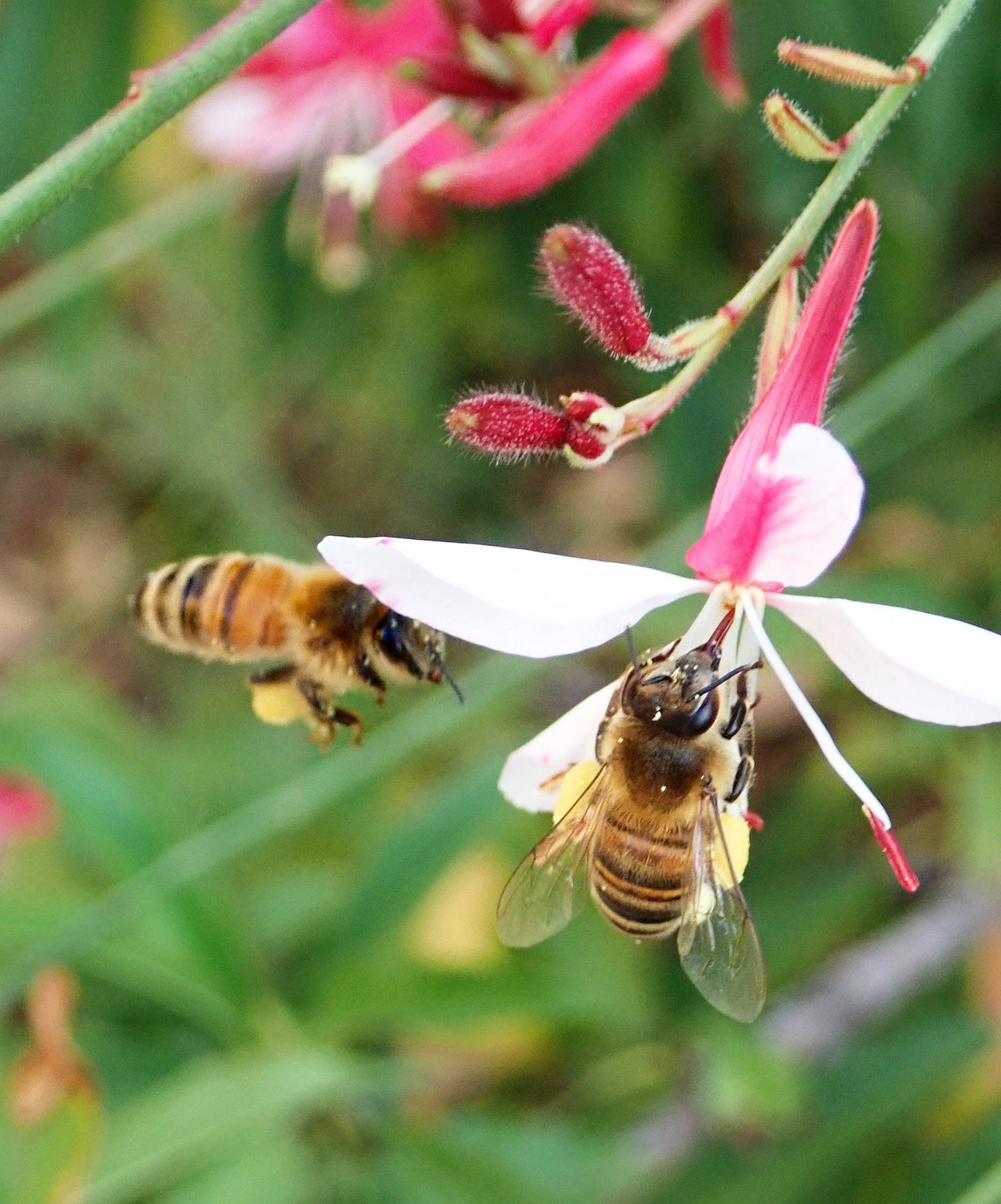 The Gaura Guide – Plant Detectives