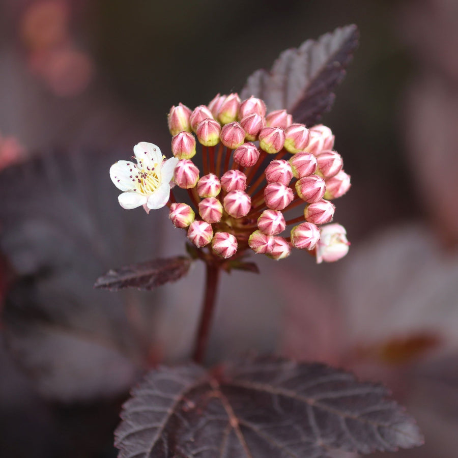 The Ninebark Guide – Plant Detectives