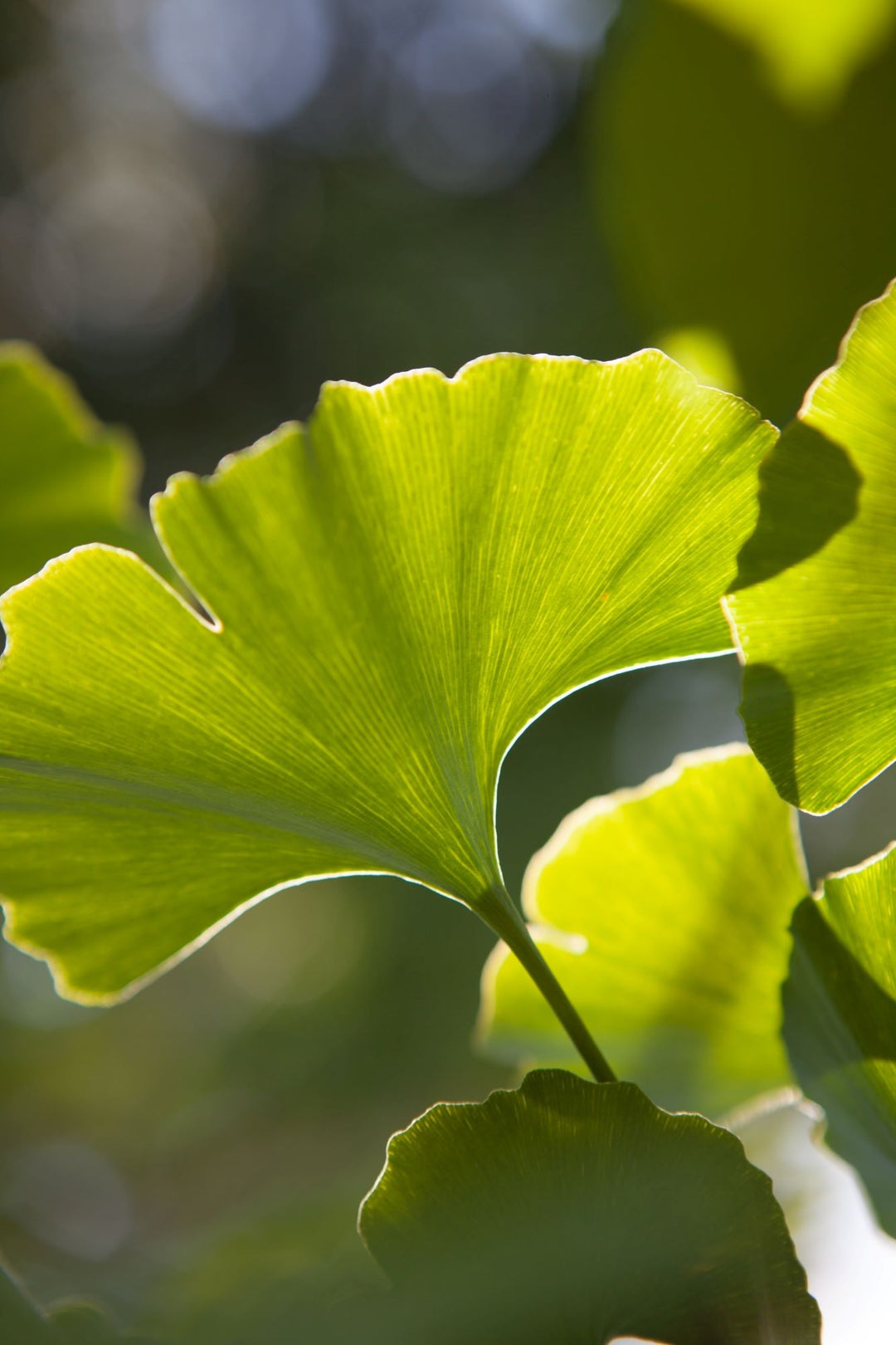 The Ginkgo Guide – Plant Detectives