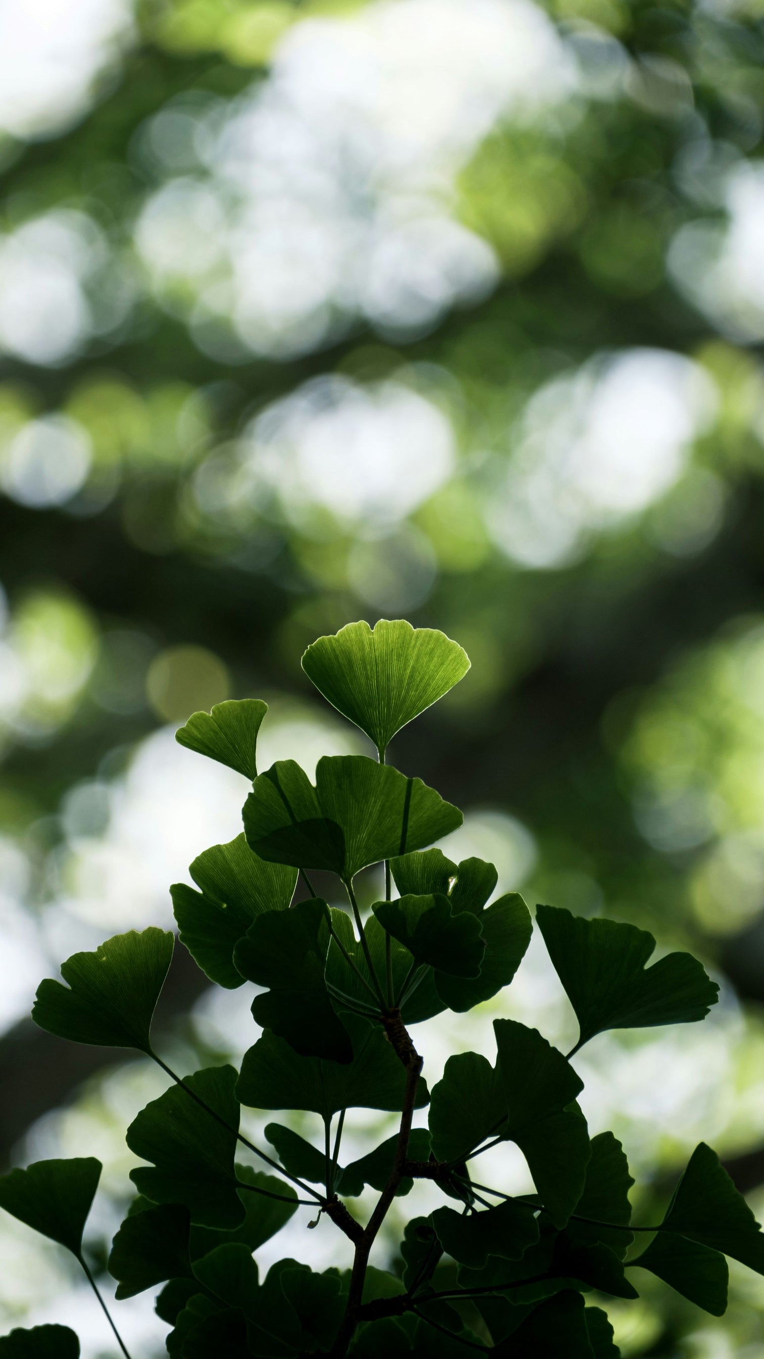 The Ginkgo Guide – Plant Detectives