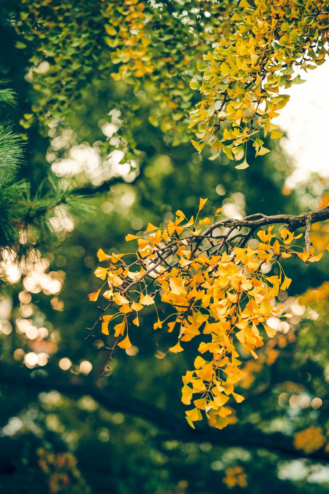 The Ginkgo Guide – Plant Detectives