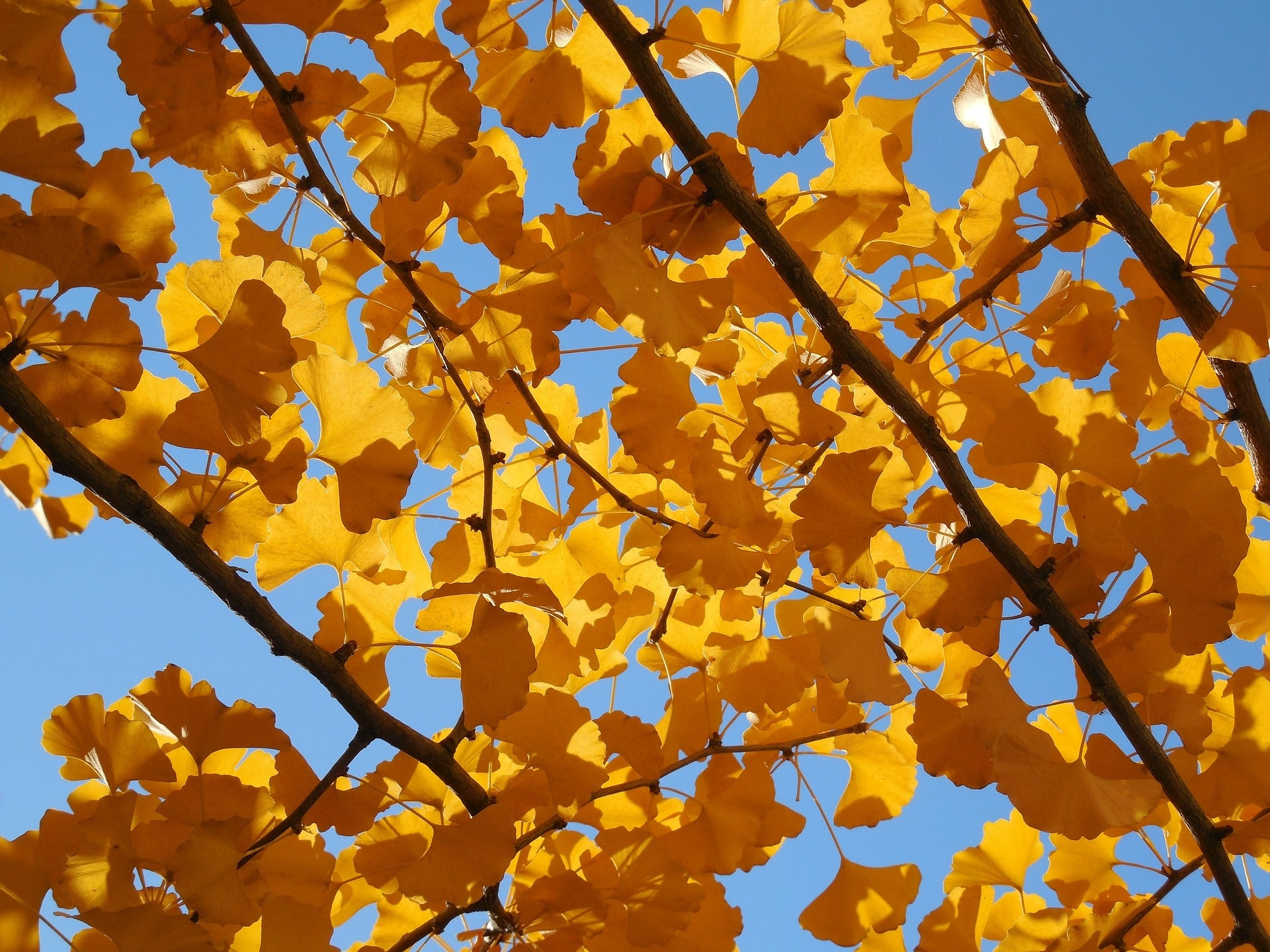 The Ginkgo Guide – Plant Detectives