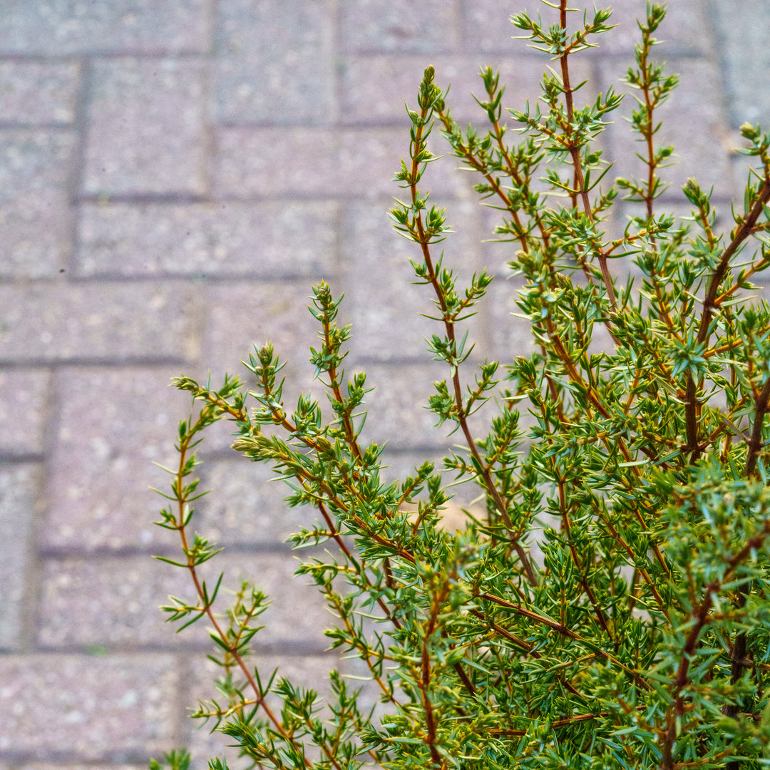 Gnom Common Juniper – Plant Detectives