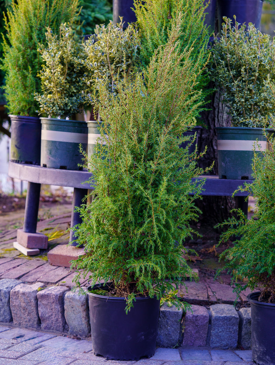 Gnom Common Juniper – Plant Detectives