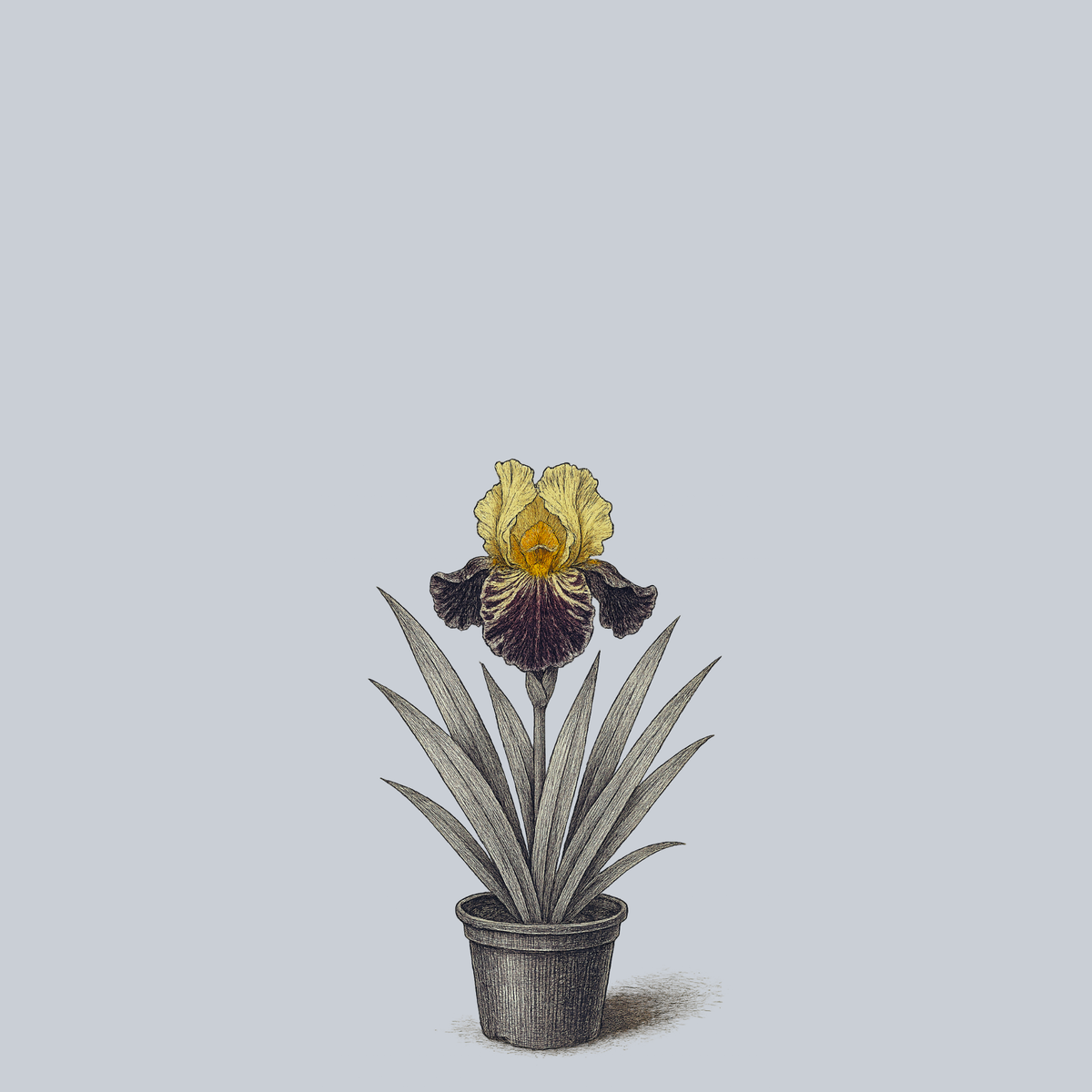 Gnus Flash Bearded Iris – Plant Detectives