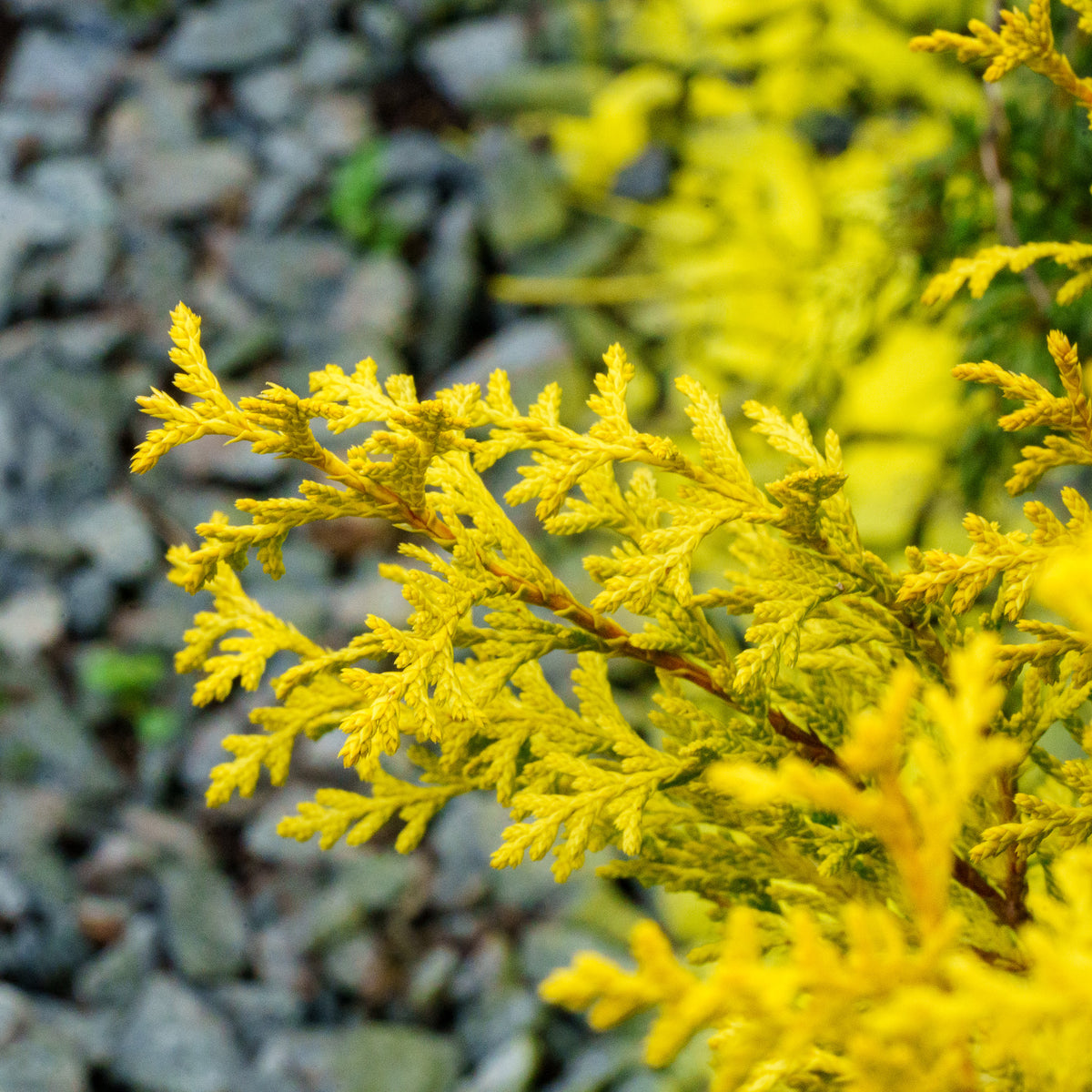 Golden Charm False Cypress – Plant Detectives