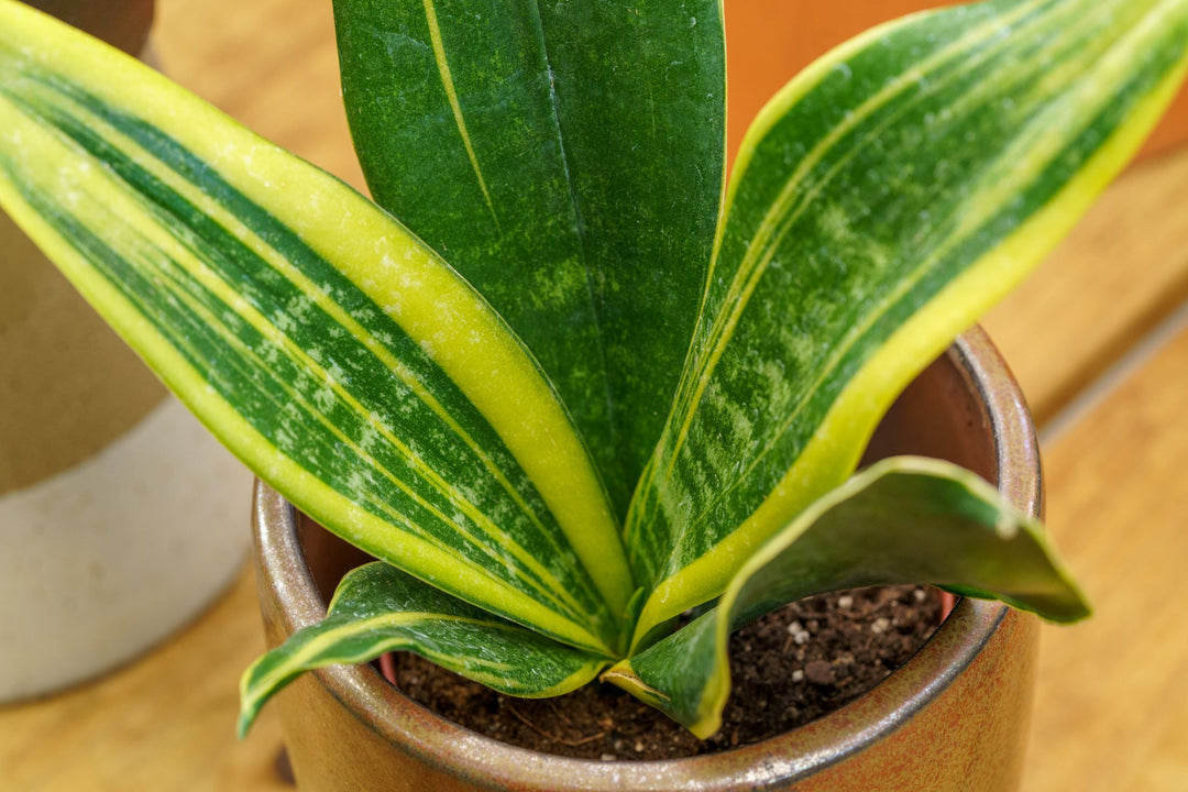 Plant of the Week - Golden Flame Snake Plant – Plant Detectives