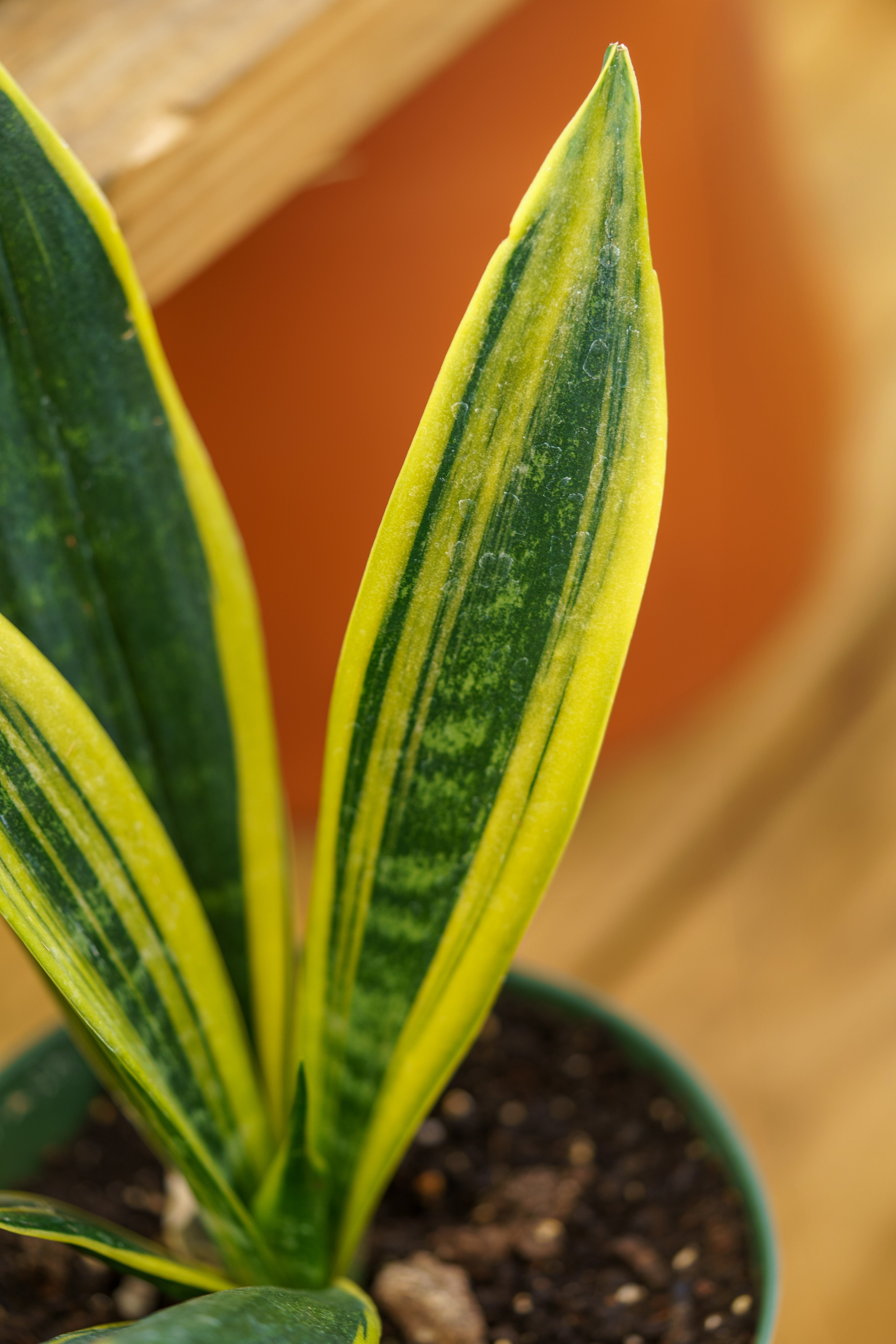 Plant of the Week - Golden Flame Snake Plant – Plant Detectives