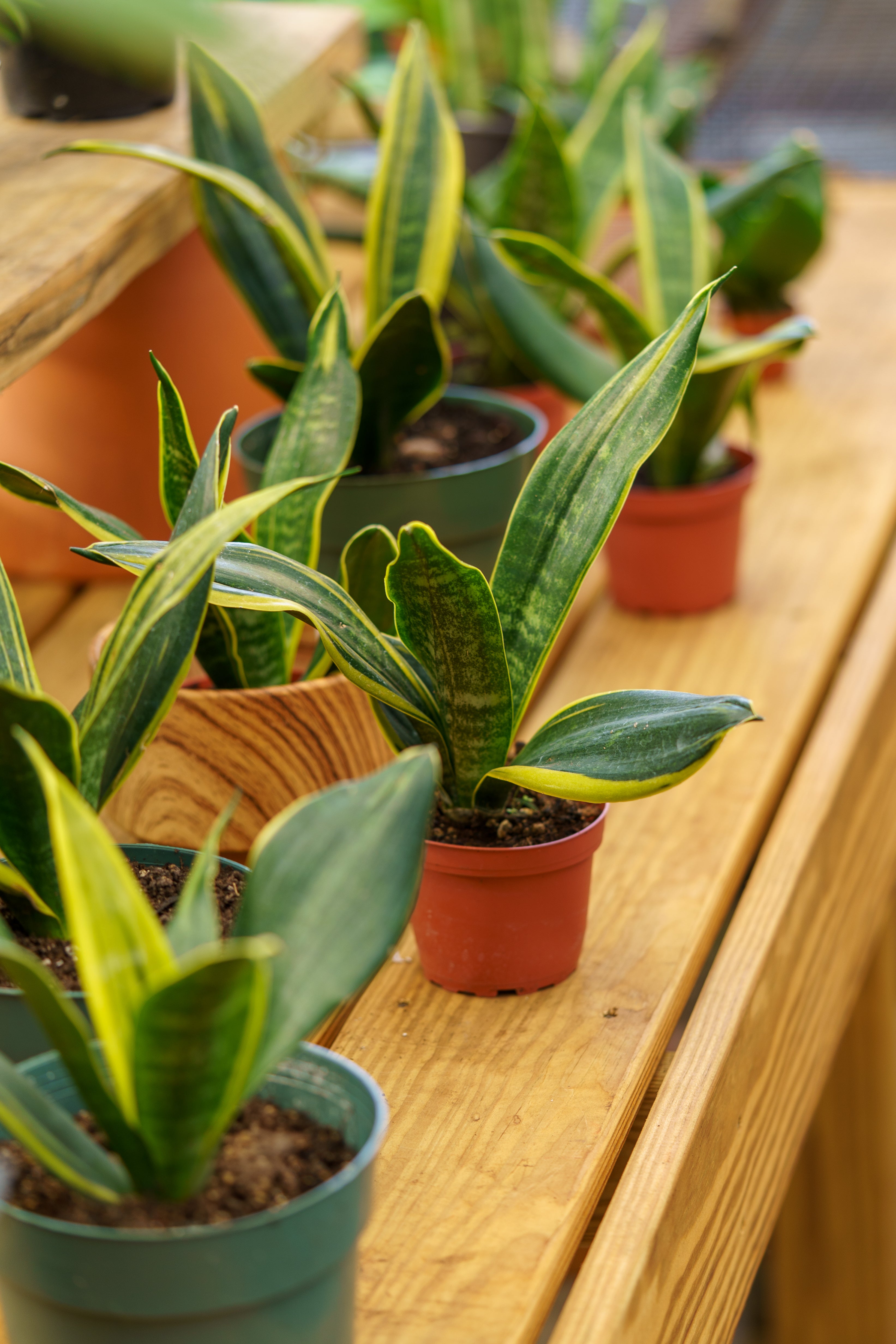 Plant of the Week - Golden Flame Snake Plant – Plant Detectives