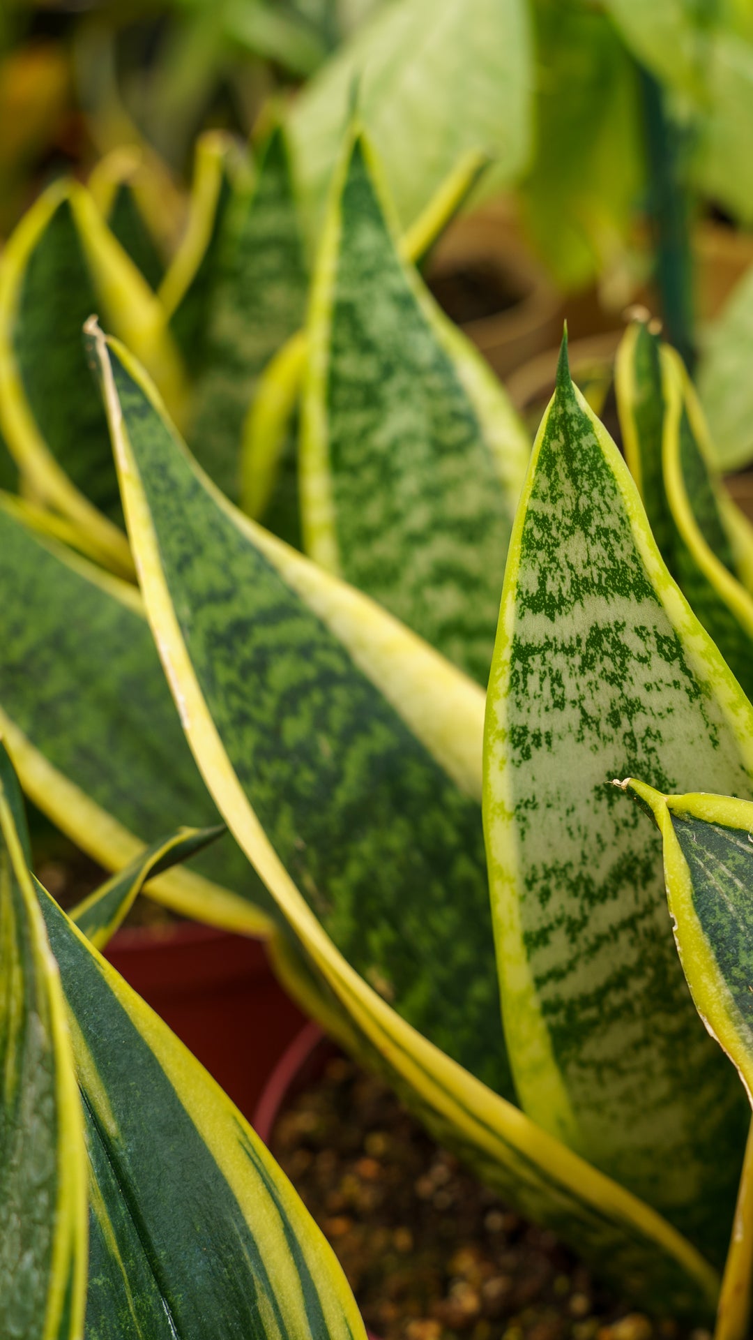 Plant of the Week - Golden Flame Snake Plant – Plant Detectives