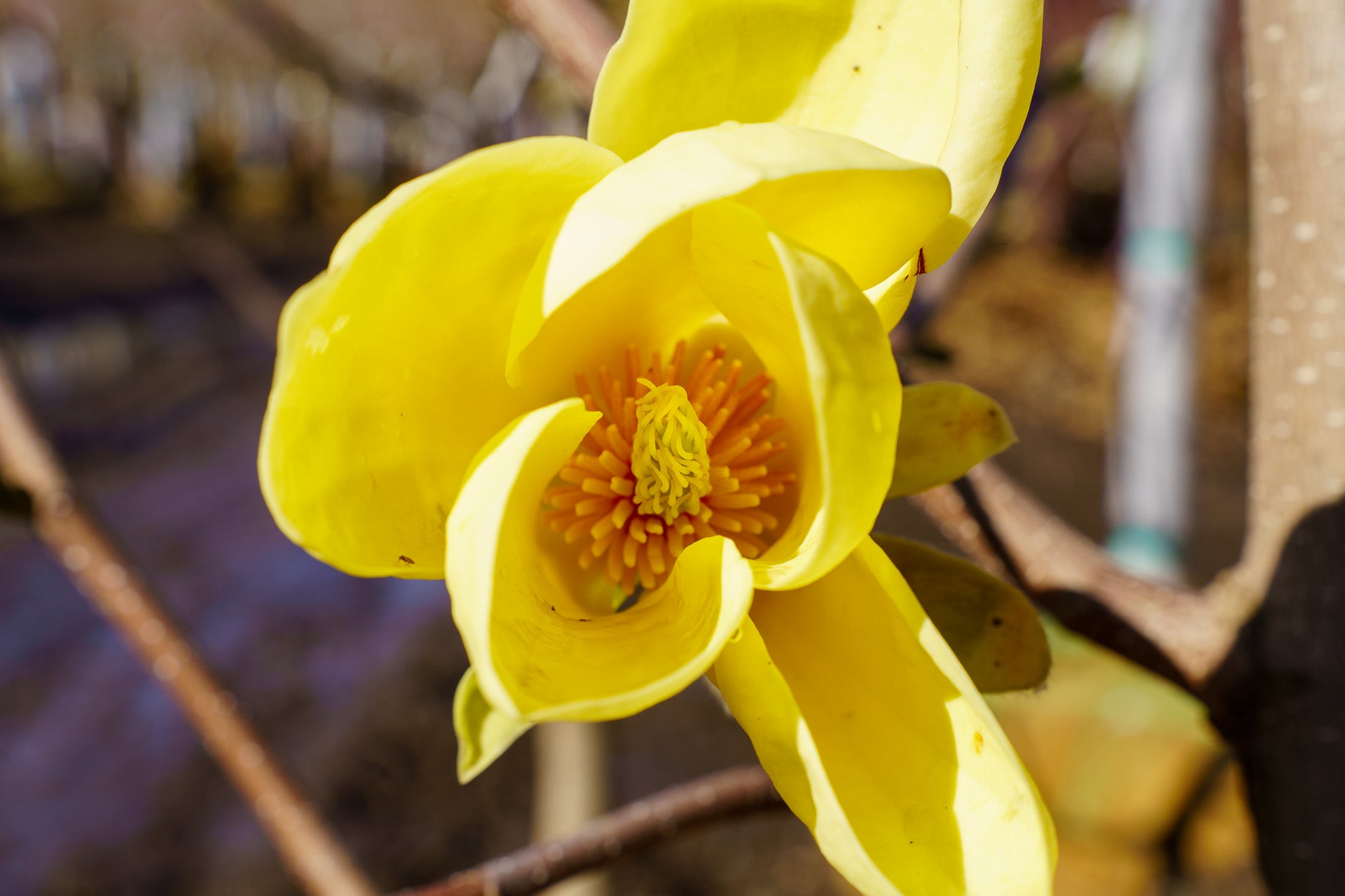 Plant of the Week - Golden Gala Magnolia – Plant Detectives