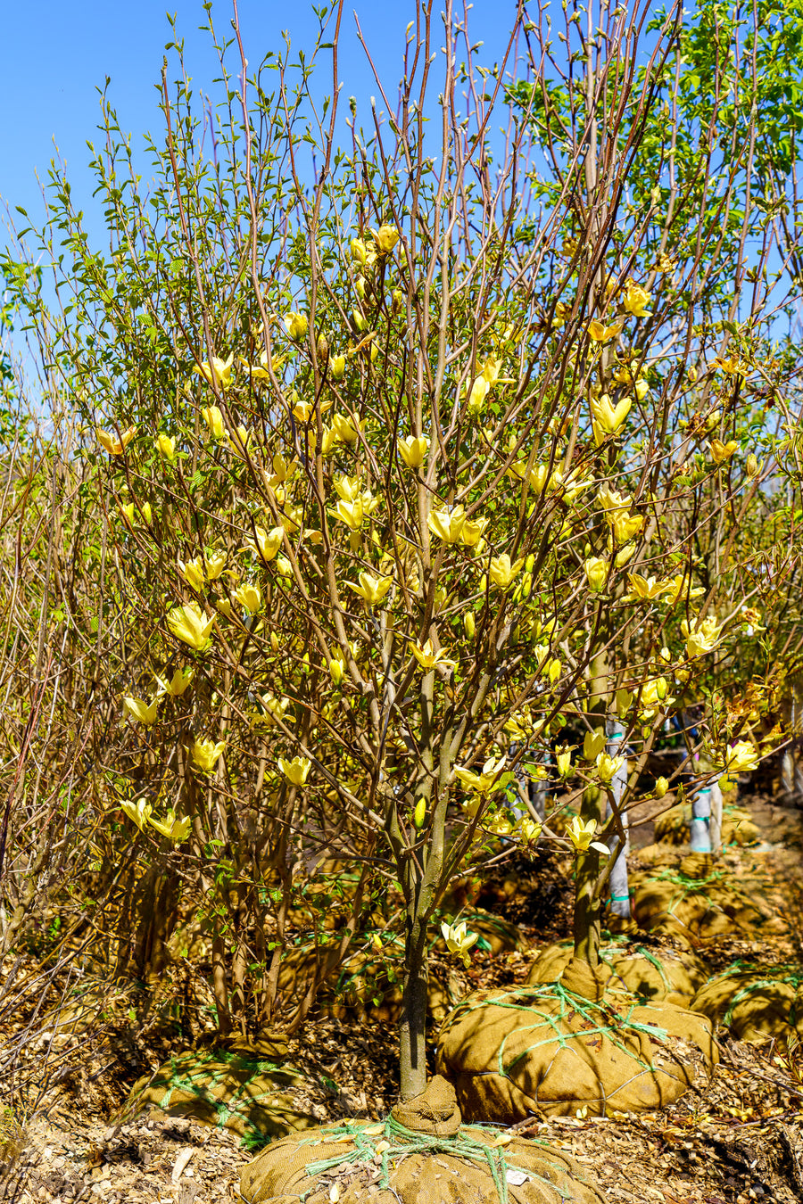 Plant of the Week - Golden Gift Magnolia – Plant Detectives