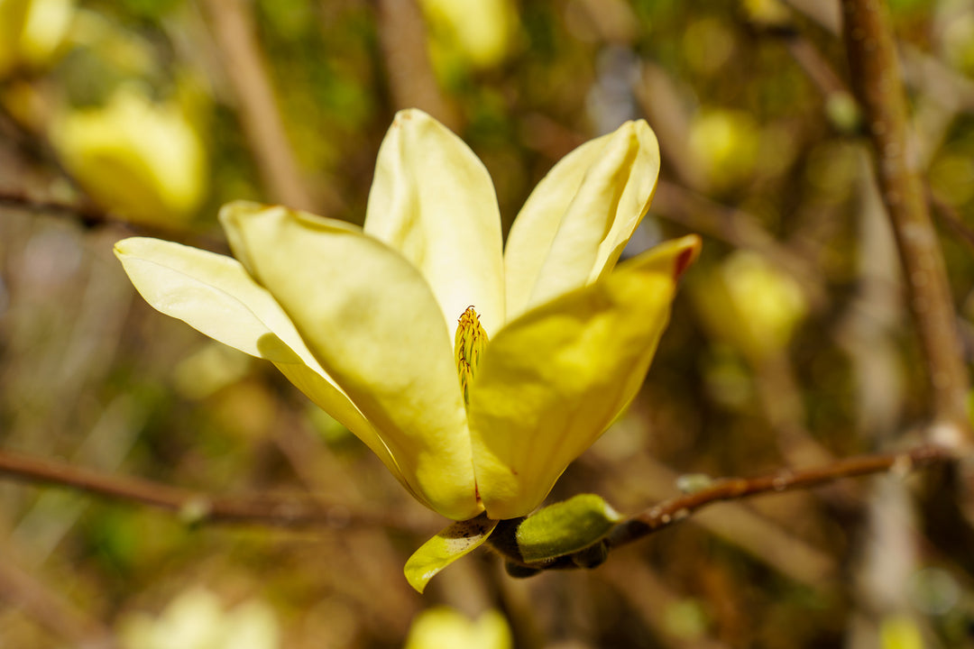 Plant of the Week - Golden Gift Magnolia – Plant Detectives