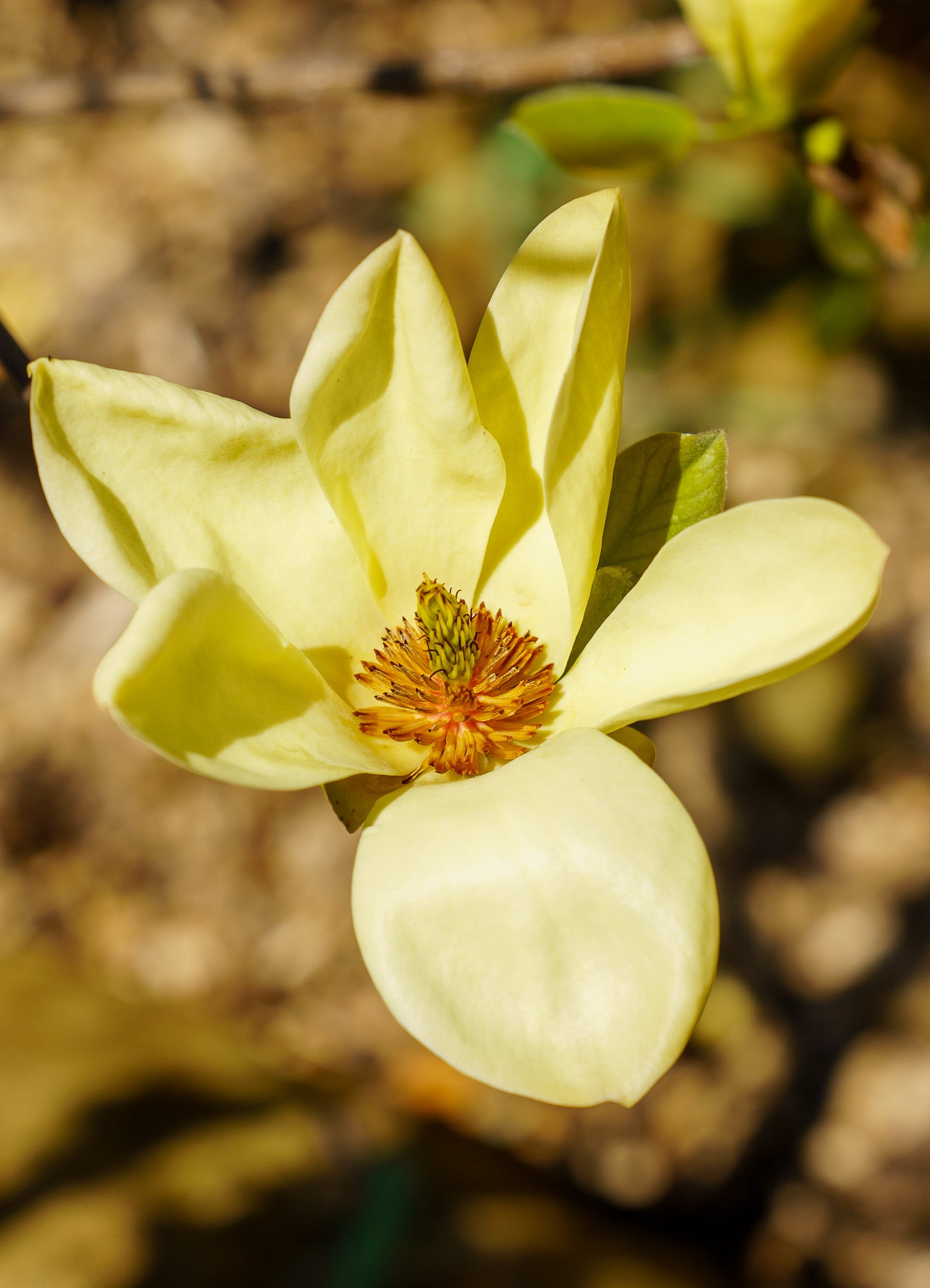Plant of the Week - Golden Gift Magnolia – Plant Detectives