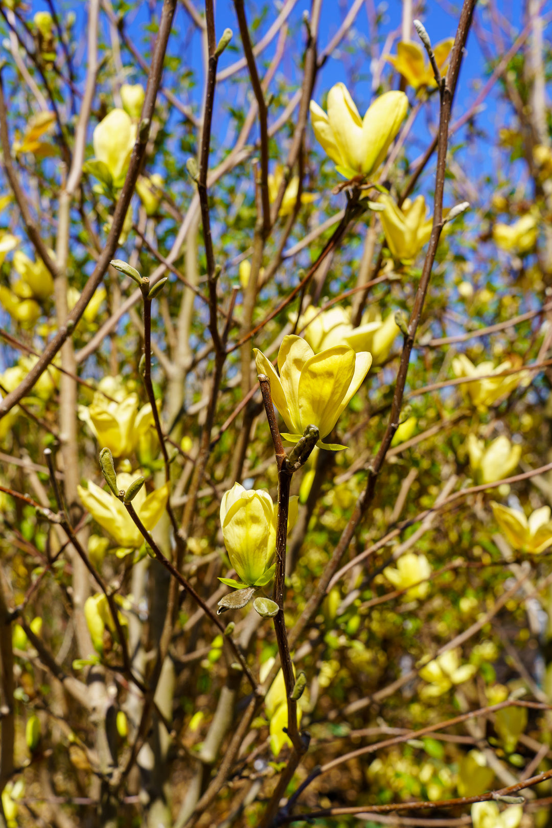 Plant of the Week - Golden Gift Magnolia – Plant Detectives