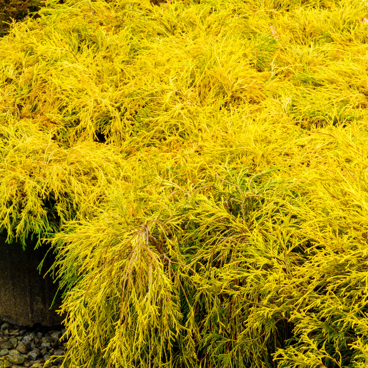 Golden Mop False Cypress – Plant Detectives