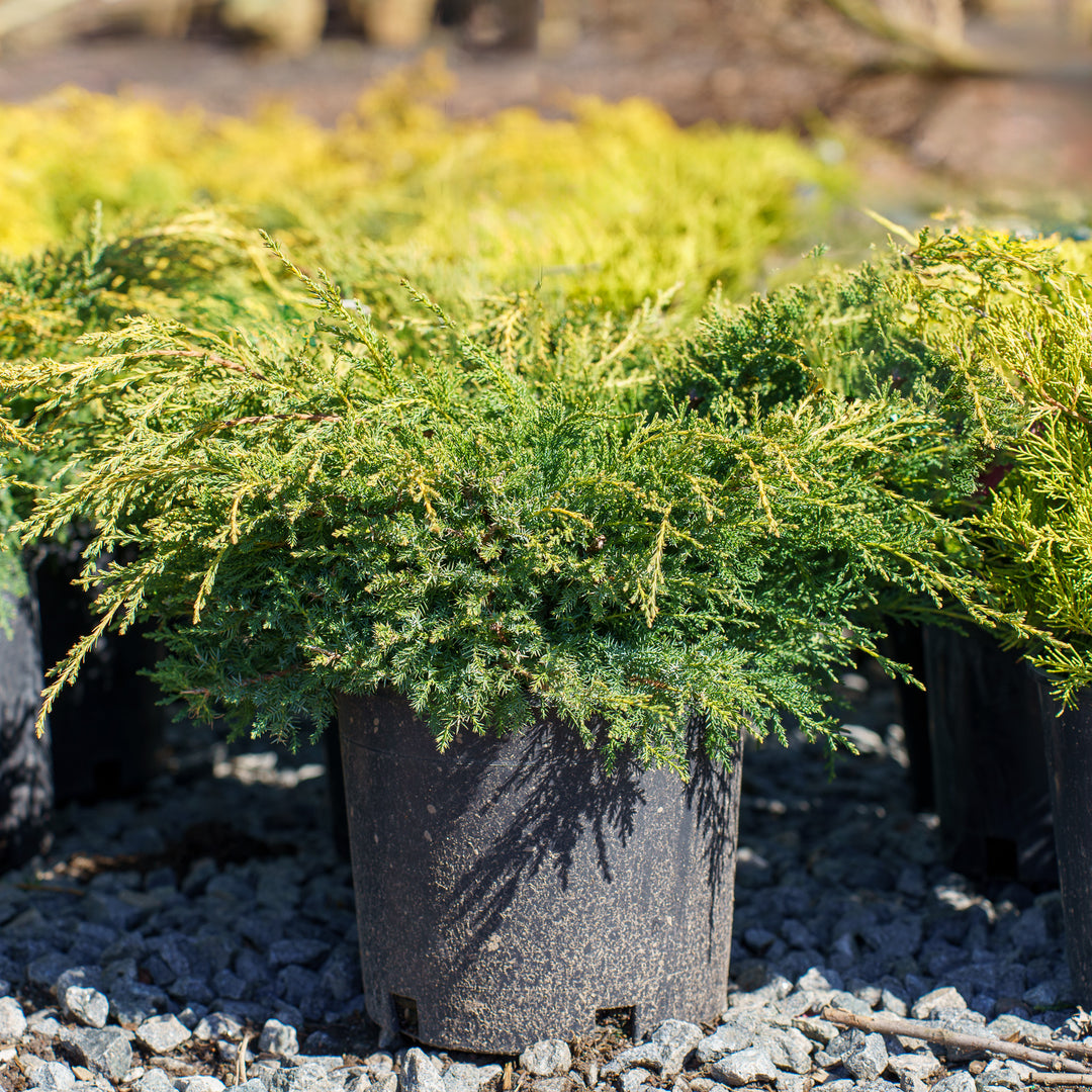 Gold Star Chinese Juniper – Plant Detectives