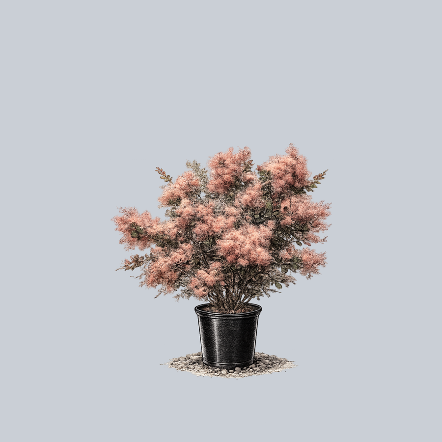 The Smokebush Guide – Plant Detectives