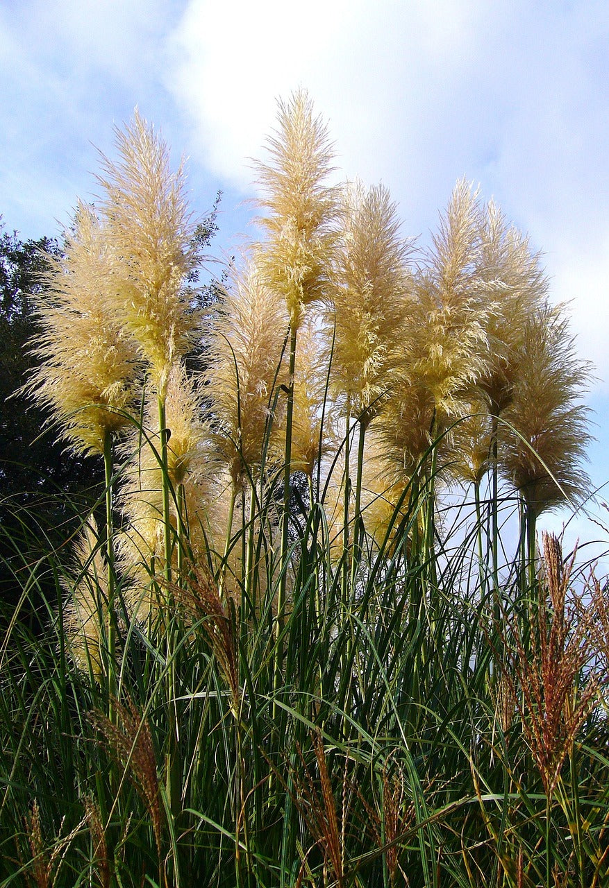 Ornamental Grasses – Plant Detectives