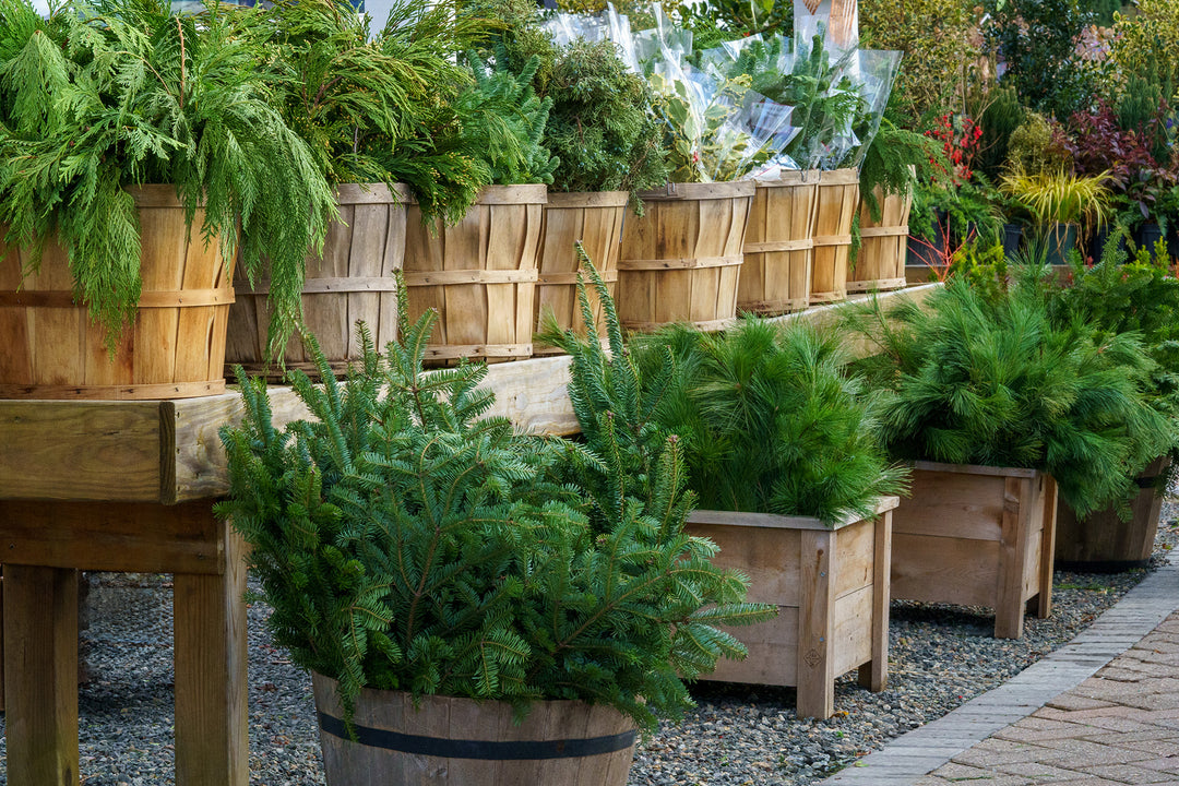 How To Use Holiday Greens – Plant Detectives