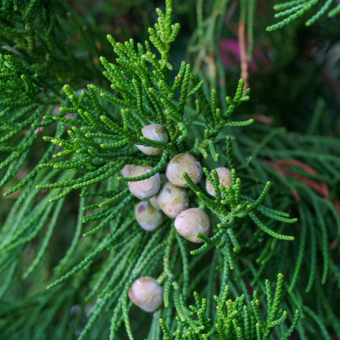 Hetzii Columnaris Chinese Juniper – Plant Detectives