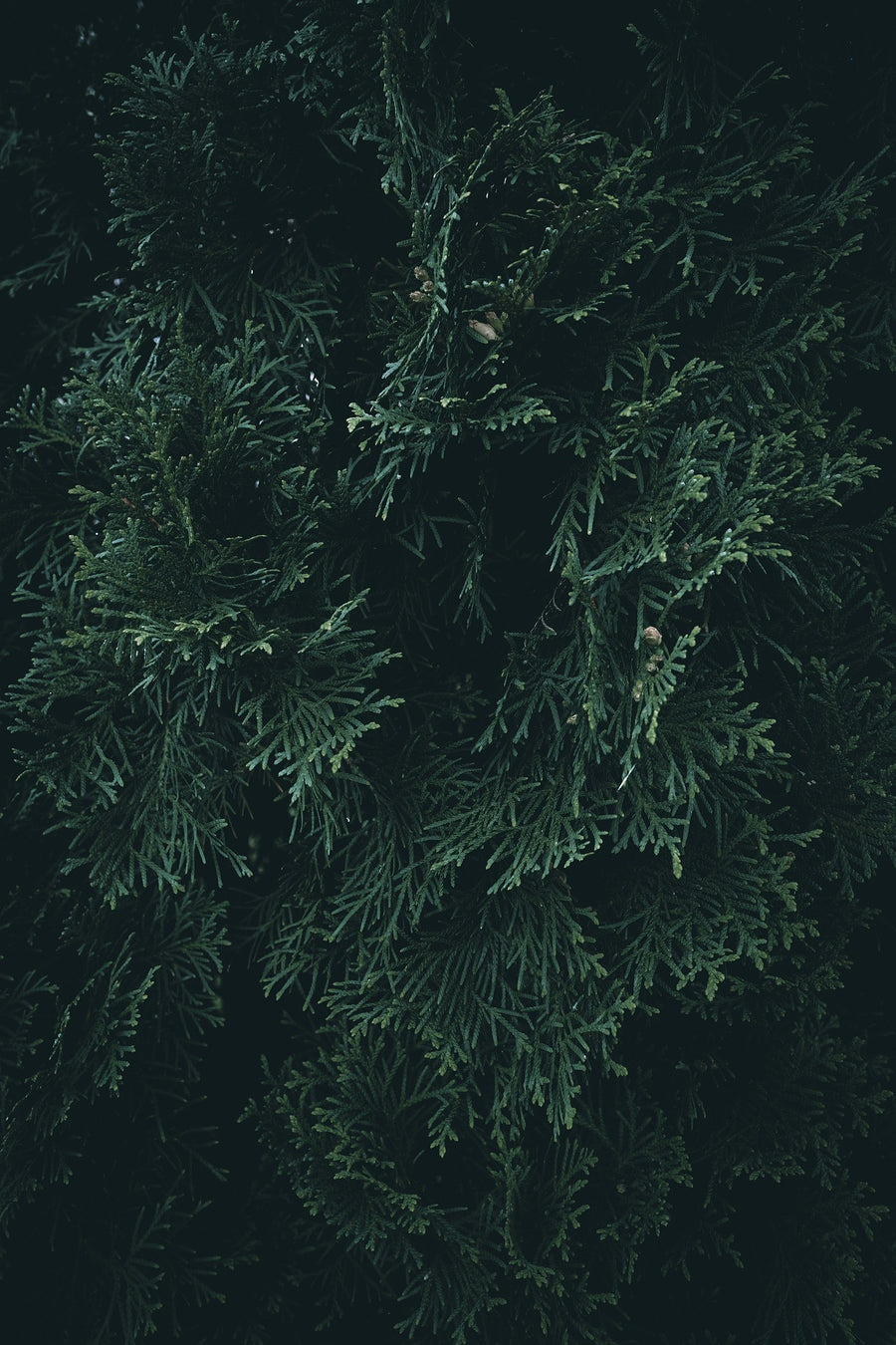 Plant of the Week - Green Giant Arborvitae – Plant Detectives