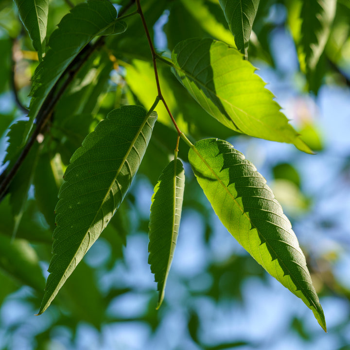 The Zelkova Guide – Plant Detectives